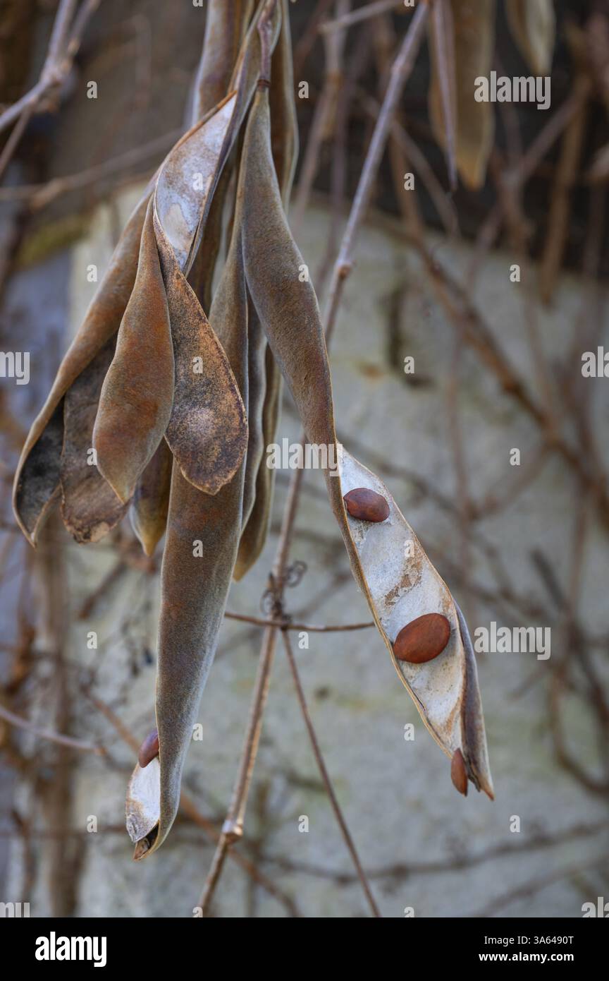 Seed pods of blue rain (Wisteria), Bavaria, Germany, Europe Stock Photo ...