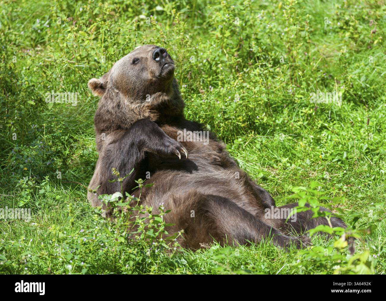 Brown bear (Ursus arctos) lying on its back on a forest meadow and ...