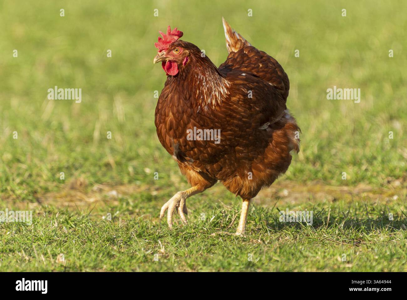 A brown hen with a frontal view standing in a meadow, domestic chicken ...