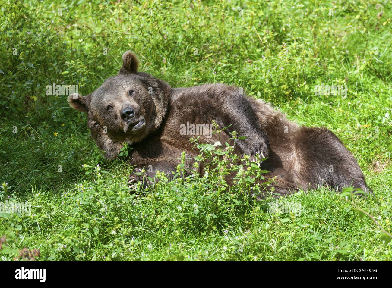 Brown bear (Ursus arctos) lying on its back on a forest meadow and ...