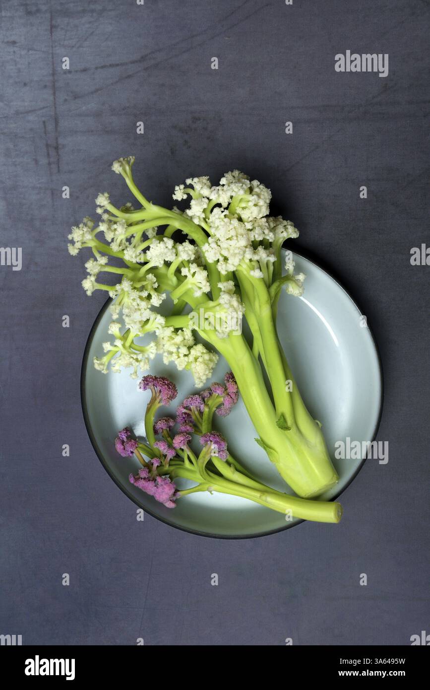 Cross breedings hi-res stock photography and images - Alamy