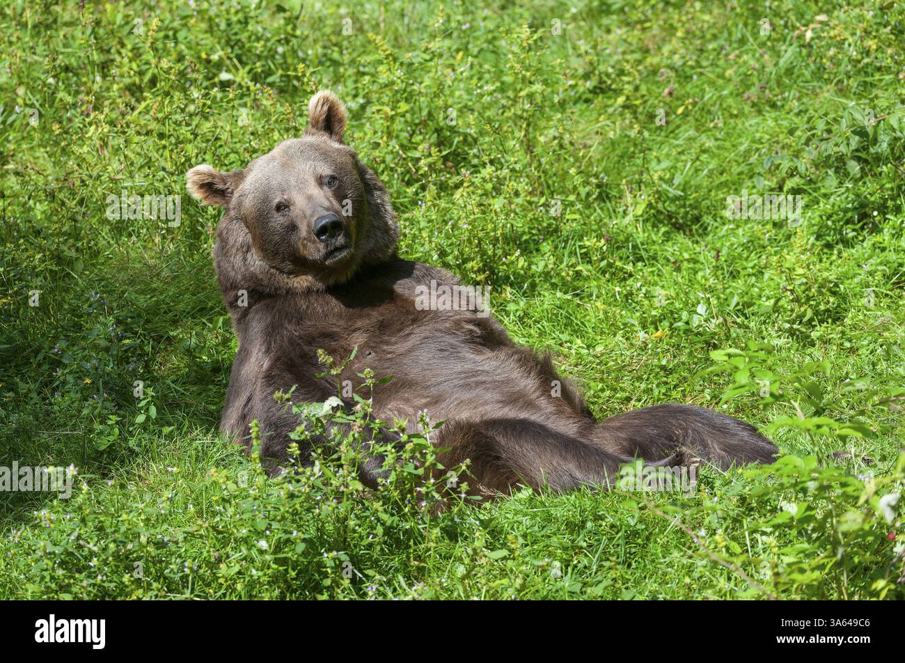Brown bear (Ursus arctos) lying on its back on a forest meadow and ...