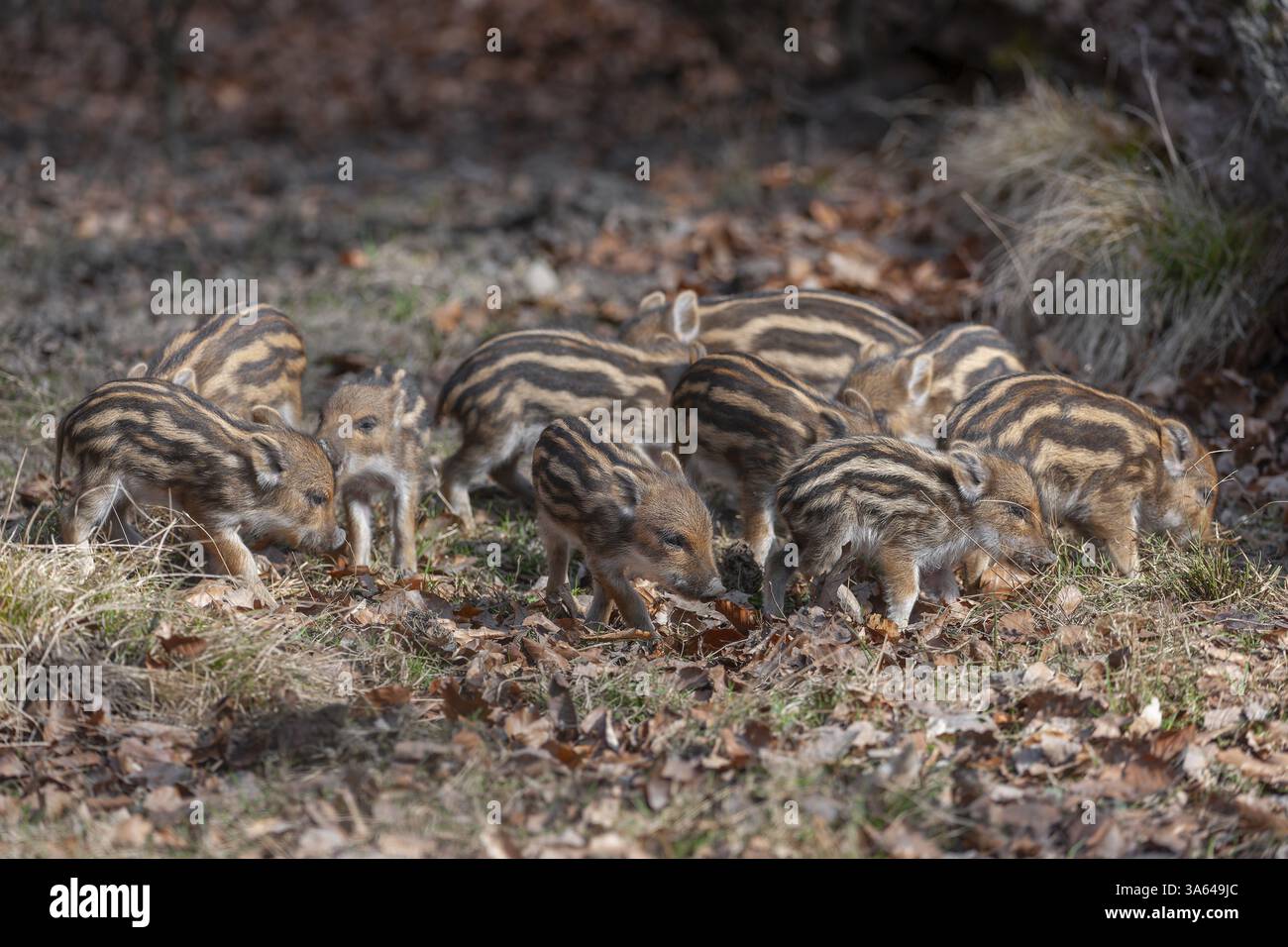 Wild boar, wild boar (Sus scrofa) Fresh boar foraging in a forest ...