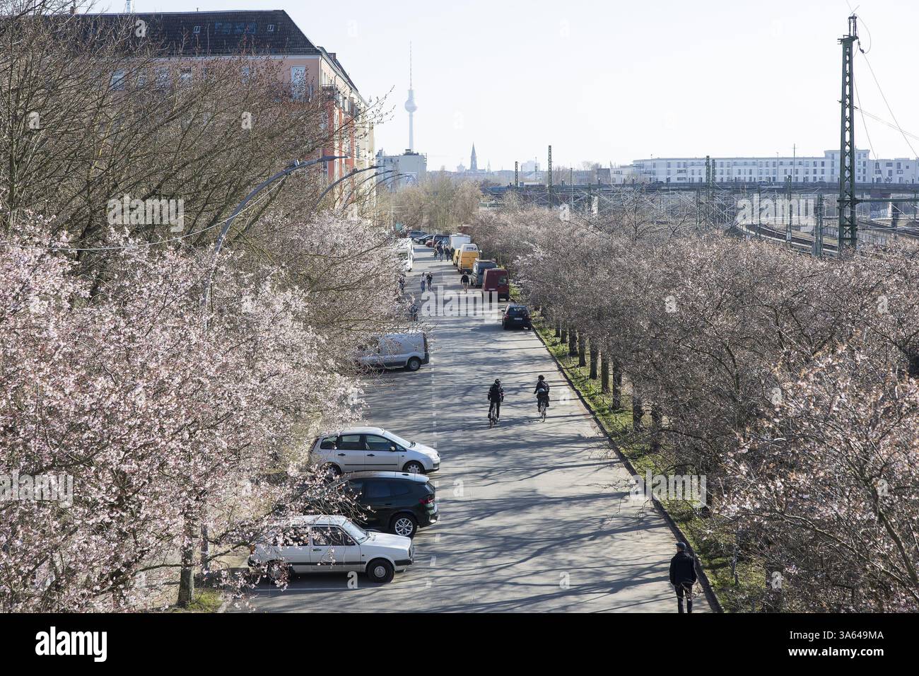 The first cherry trees blossom in Berlin like here in Norwegerstrasse ...