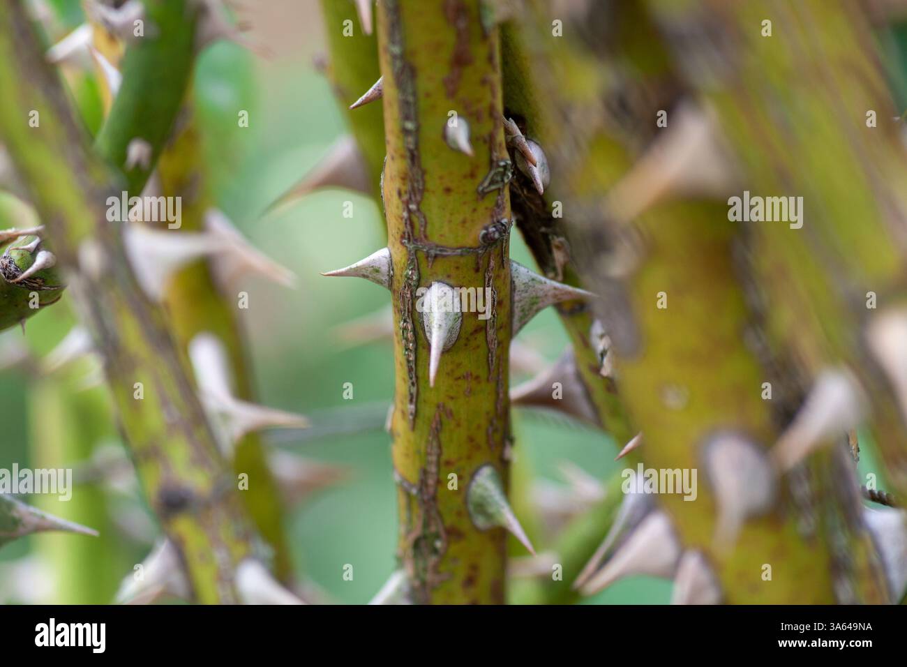 Thorns on a rose bush Stock Photo - Alamy