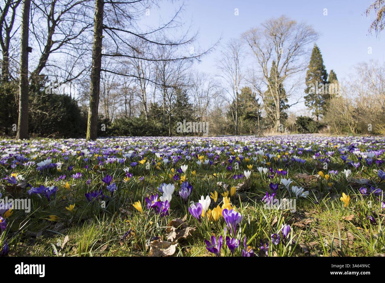 Spring, crocuses and cherry blossoms, Berlin, 22/03/2025 Stock Photo ...
