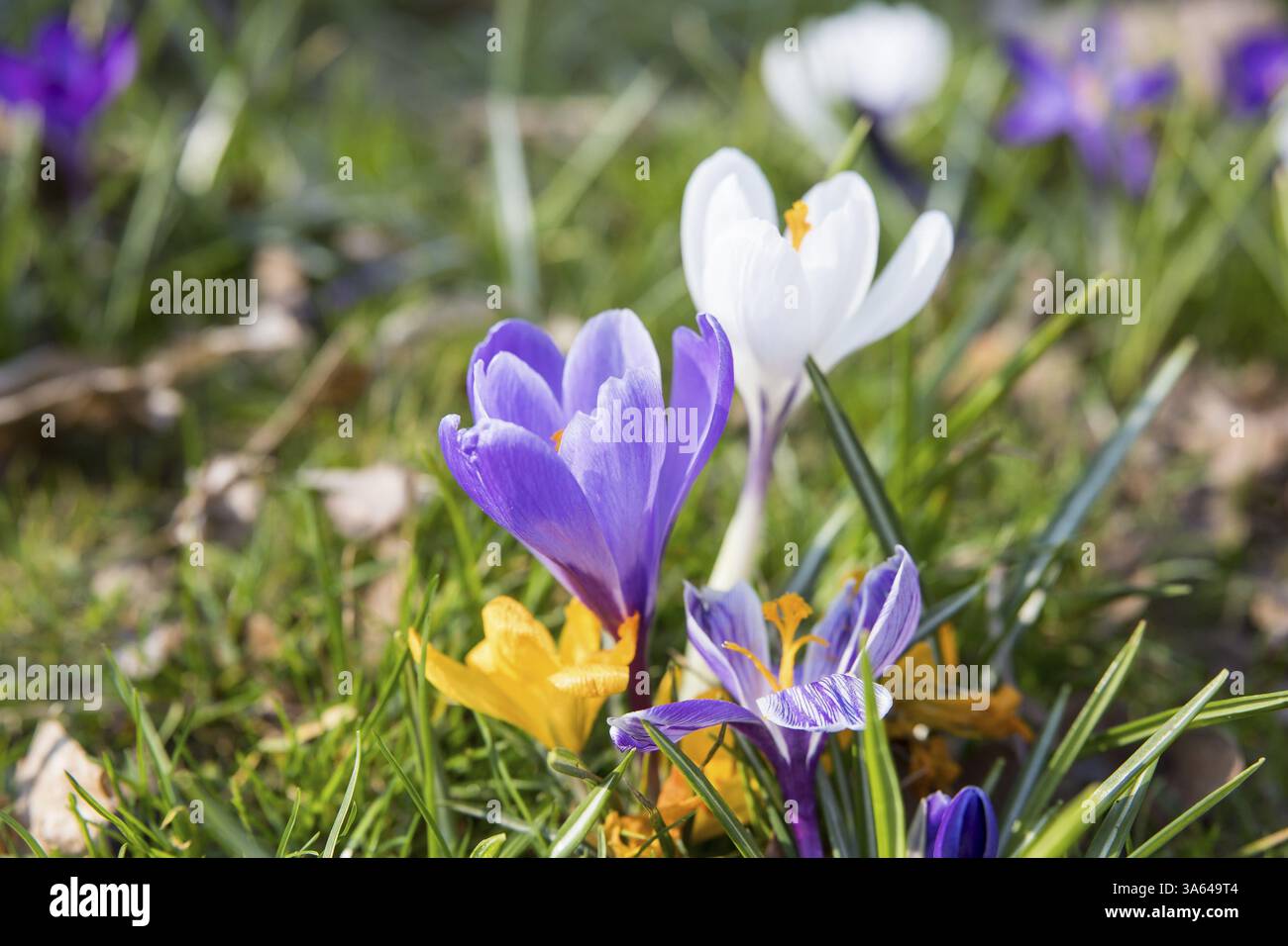 Spring, crocuses and cherry blossoms, Berlin, 22/03/2025 Stock Photo ...