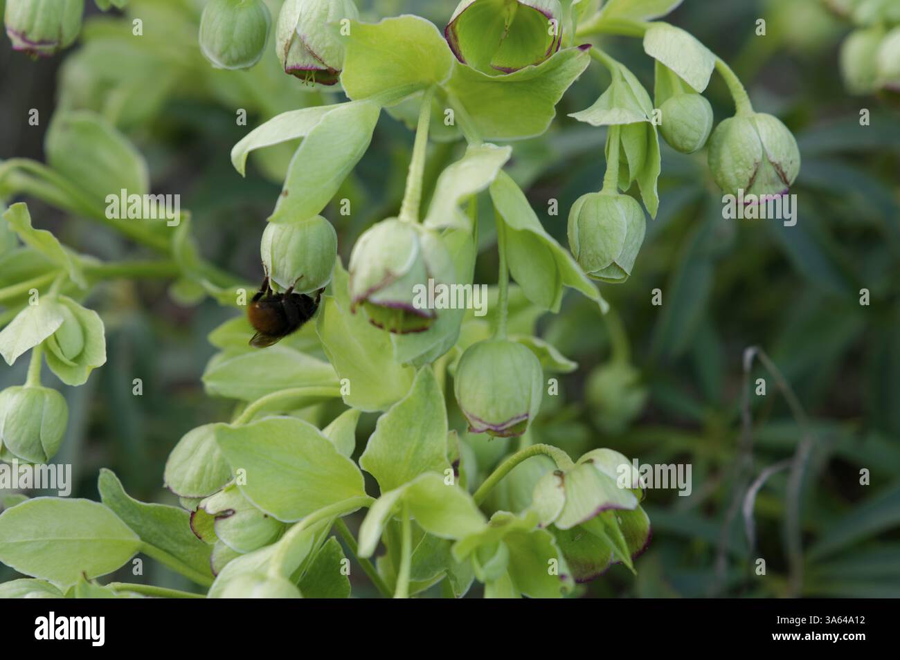 Helleborus foetidus and bee hi-res stock photography and images - Alamy