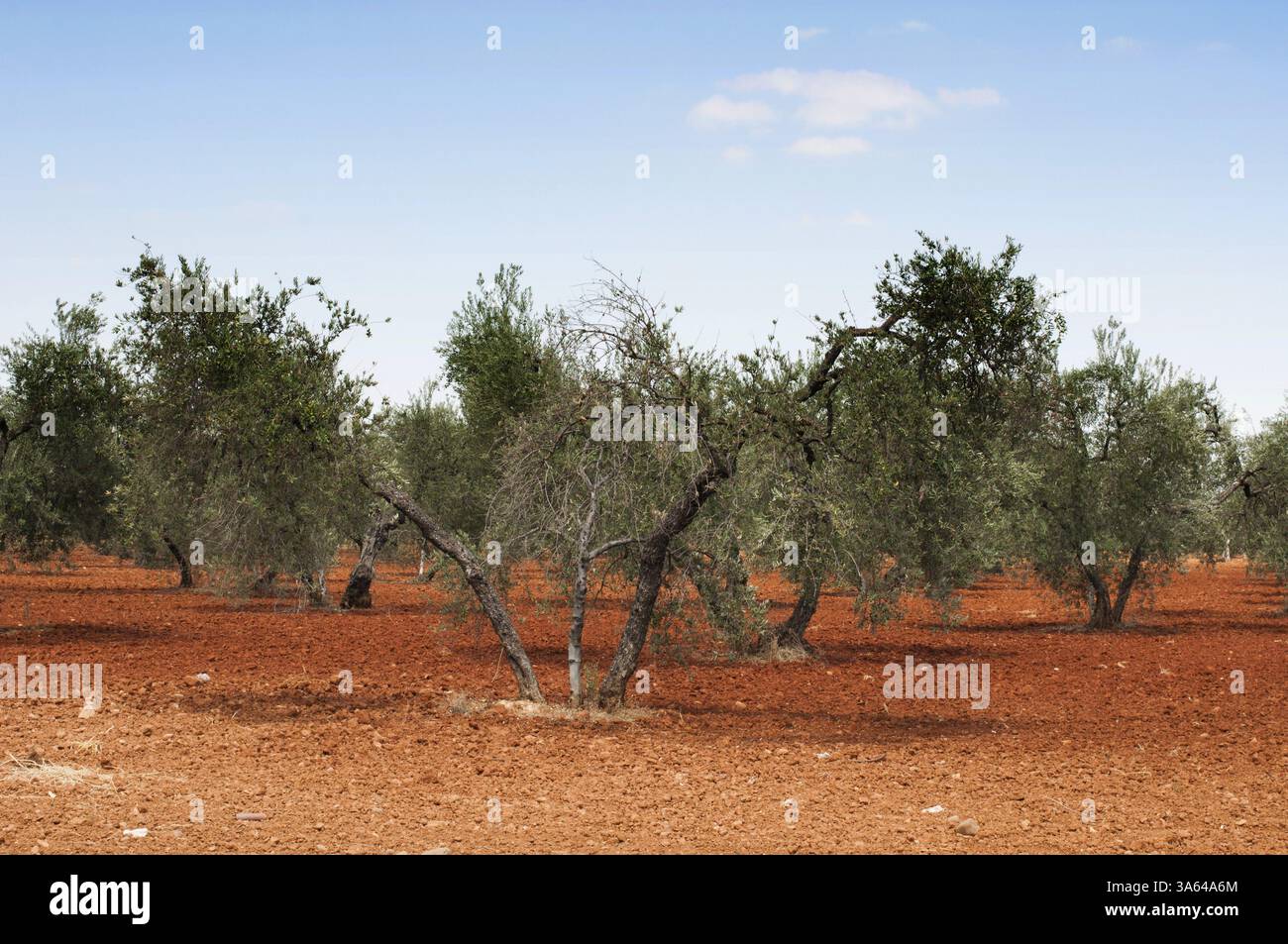 Olive trees in plantation. Rows of trees Stock Photo - Alamy