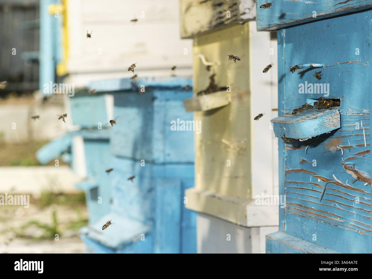 Swarm of bees fly to beehive. Sun light Stock Photo - Alamy