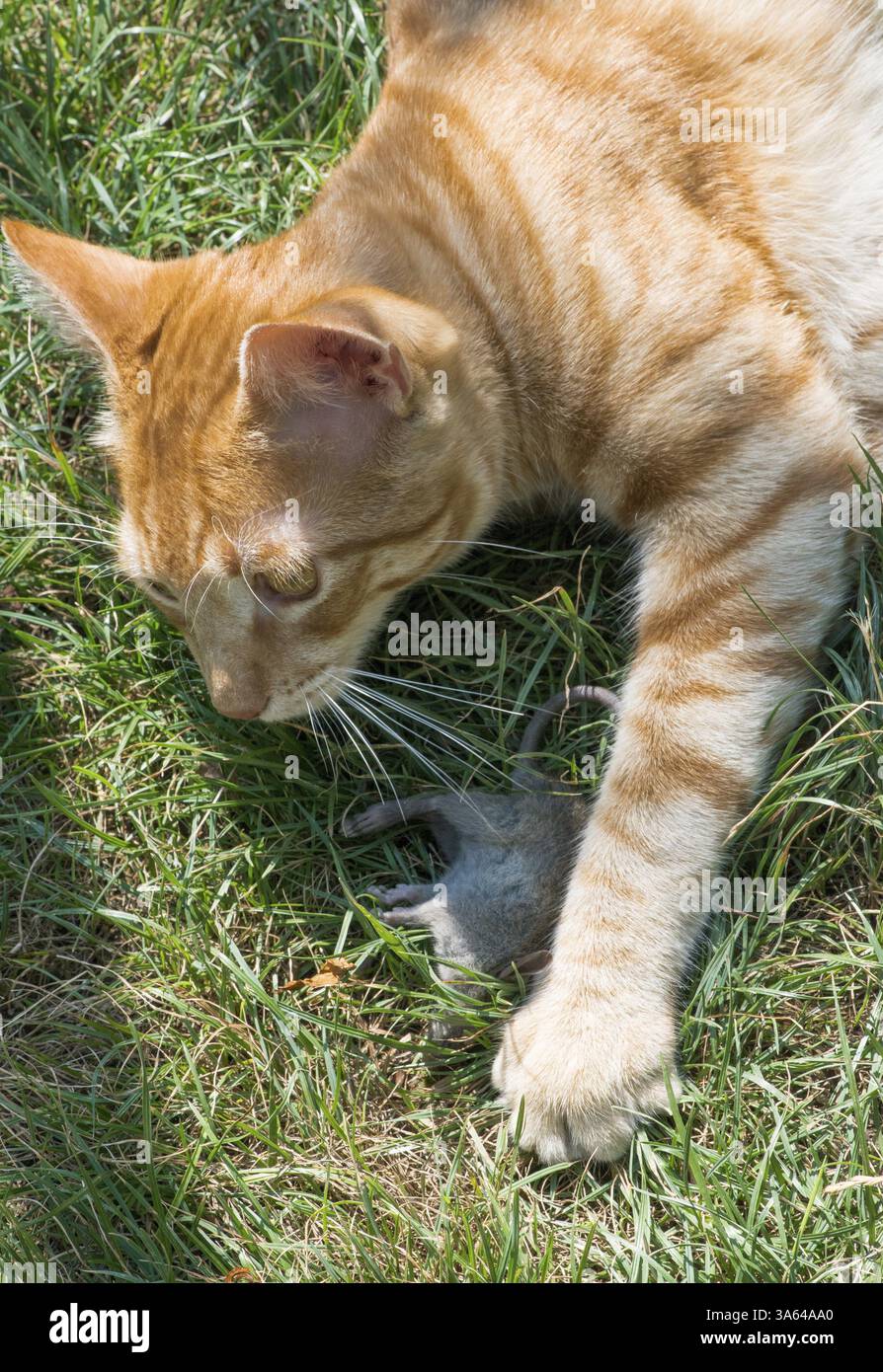 Cat and mouse in garden. Cat catching mouse Stock Photo - Alamy