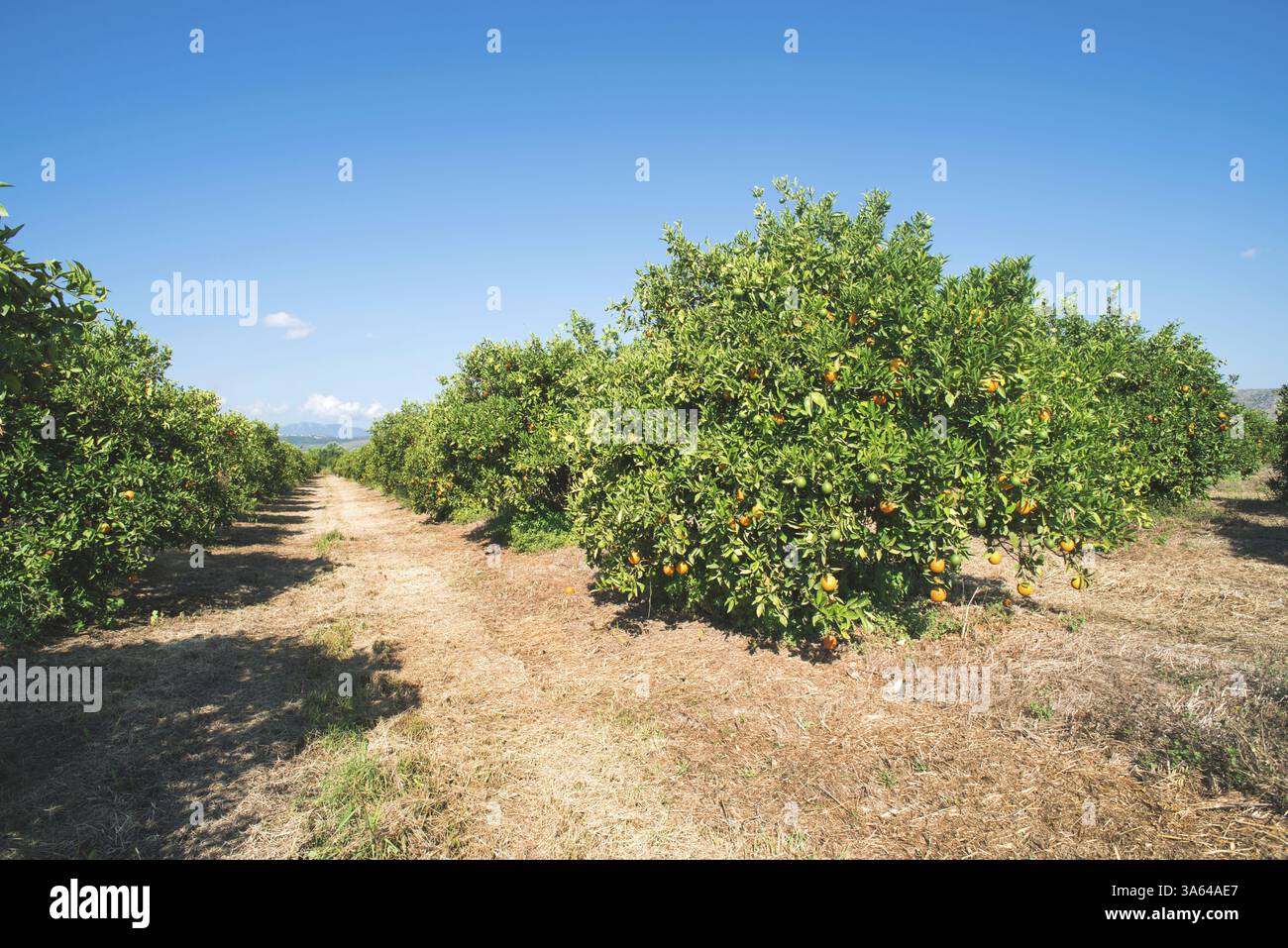 Orange trees in plantation. Agriculture trees Stock Photo - Alamy