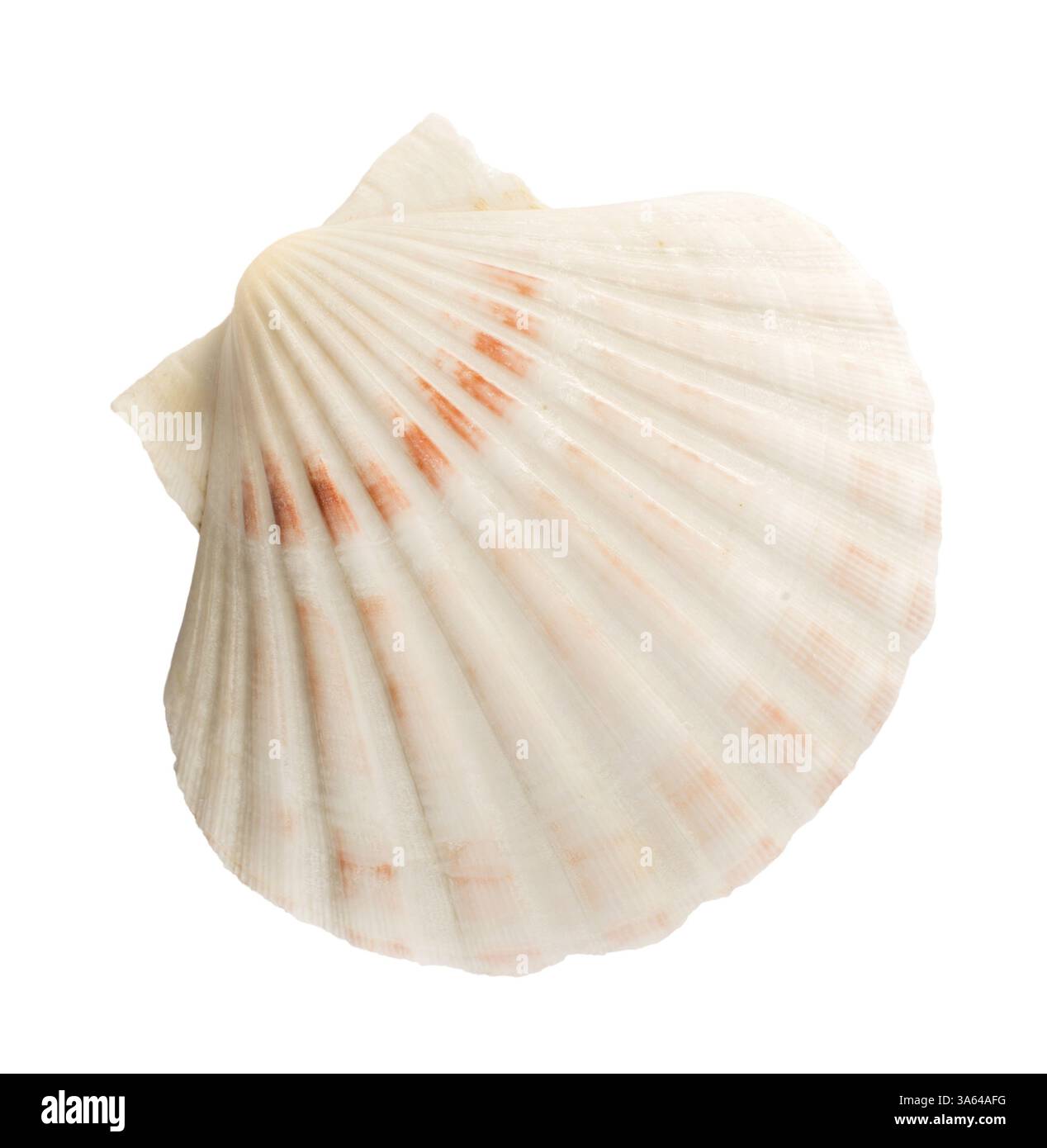 Scallop shell white isolated studio shot Stock Photo - Alamy