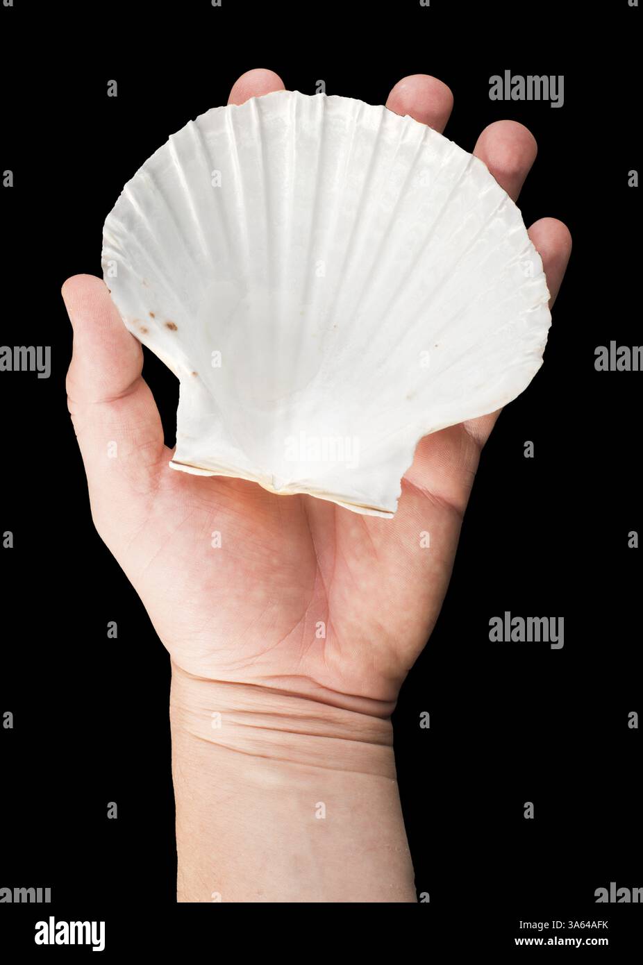 Scallop shell. Black isolated. Hand holding shell Stock Photo - Alamy