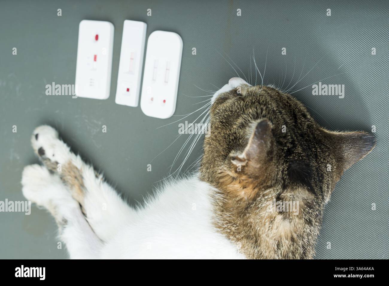 Veterinary Blood test. Cat in vetrinary Stock Photo - Alamy