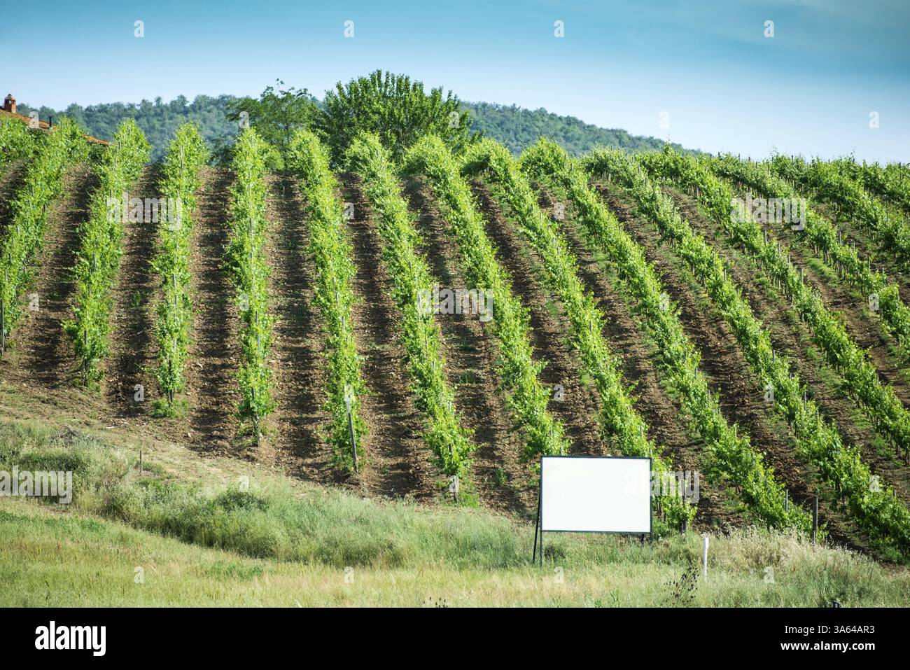 Vine plantations in Toscana, Italy, Europe Stock Photo - Alamy
