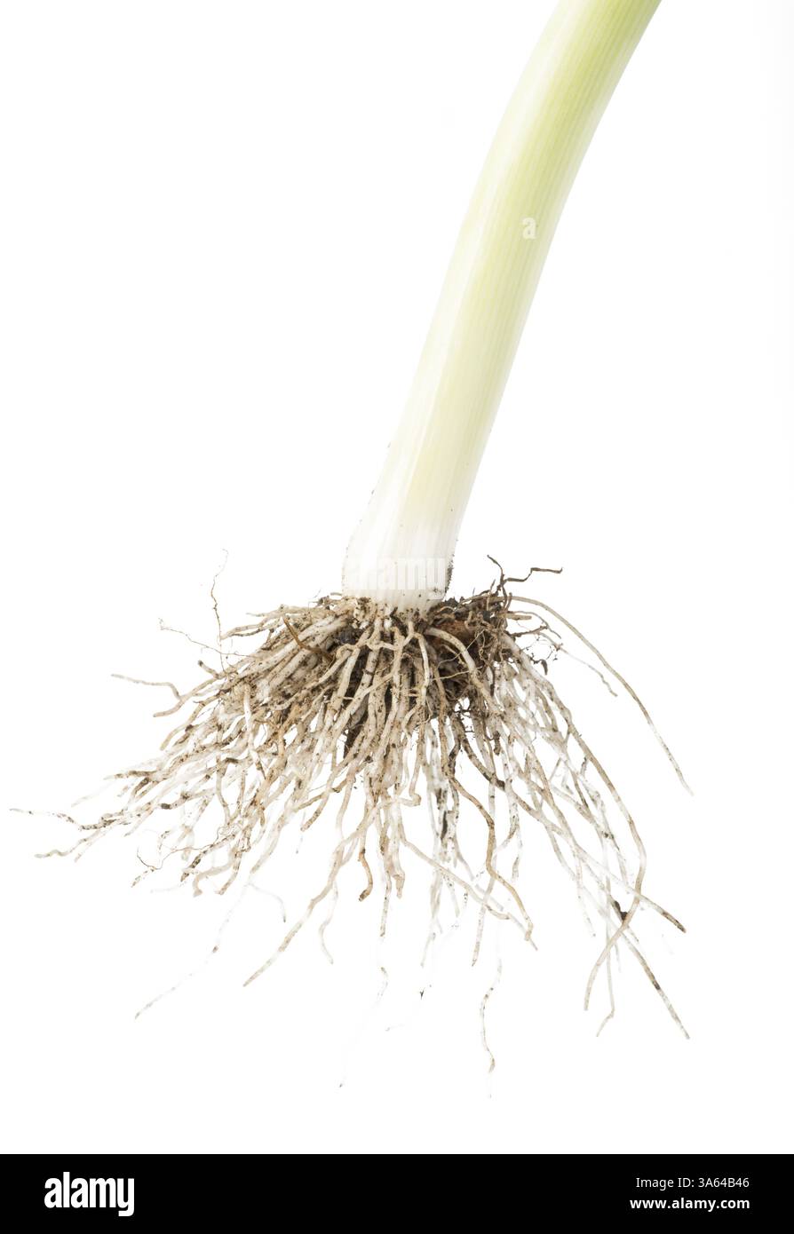 Small leek white isolated studio shot Stock Photo - Alamy