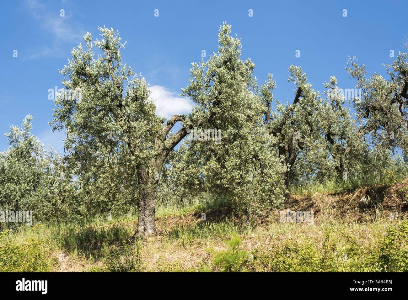 Olive trees in Italy. Olive plantation Stock Photo - Alamy