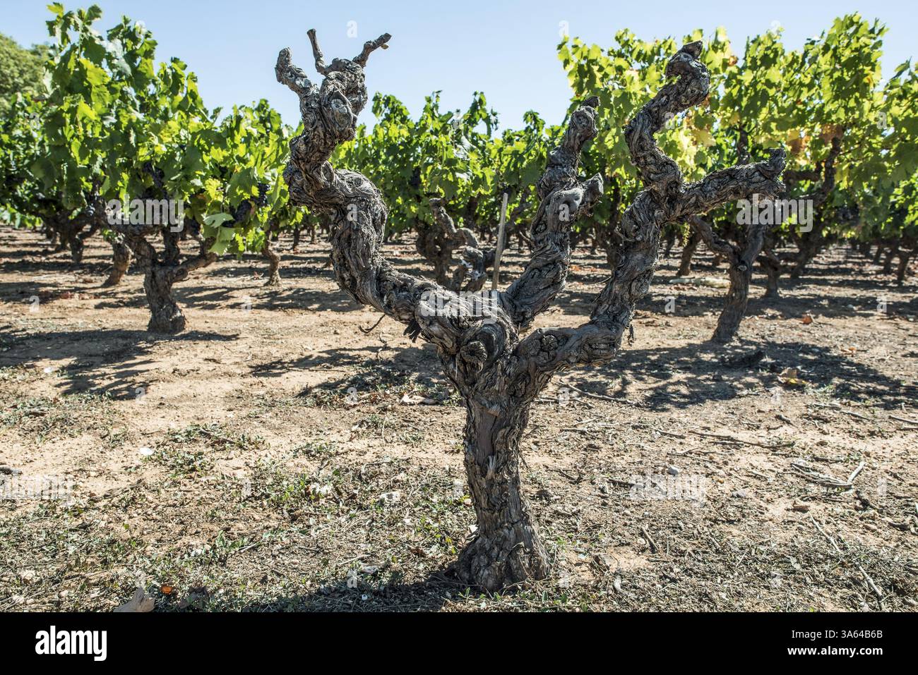 Withered red grapes. Vineyards Stock Photo - Alamy