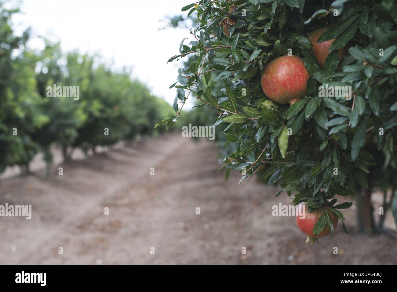 Pomegranate trees with fruits Stock Photo - Alamy