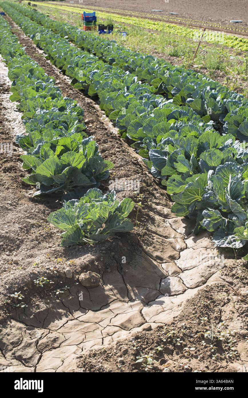 Cabbage plantation in row. Crates on background Stock Photo - Alamy