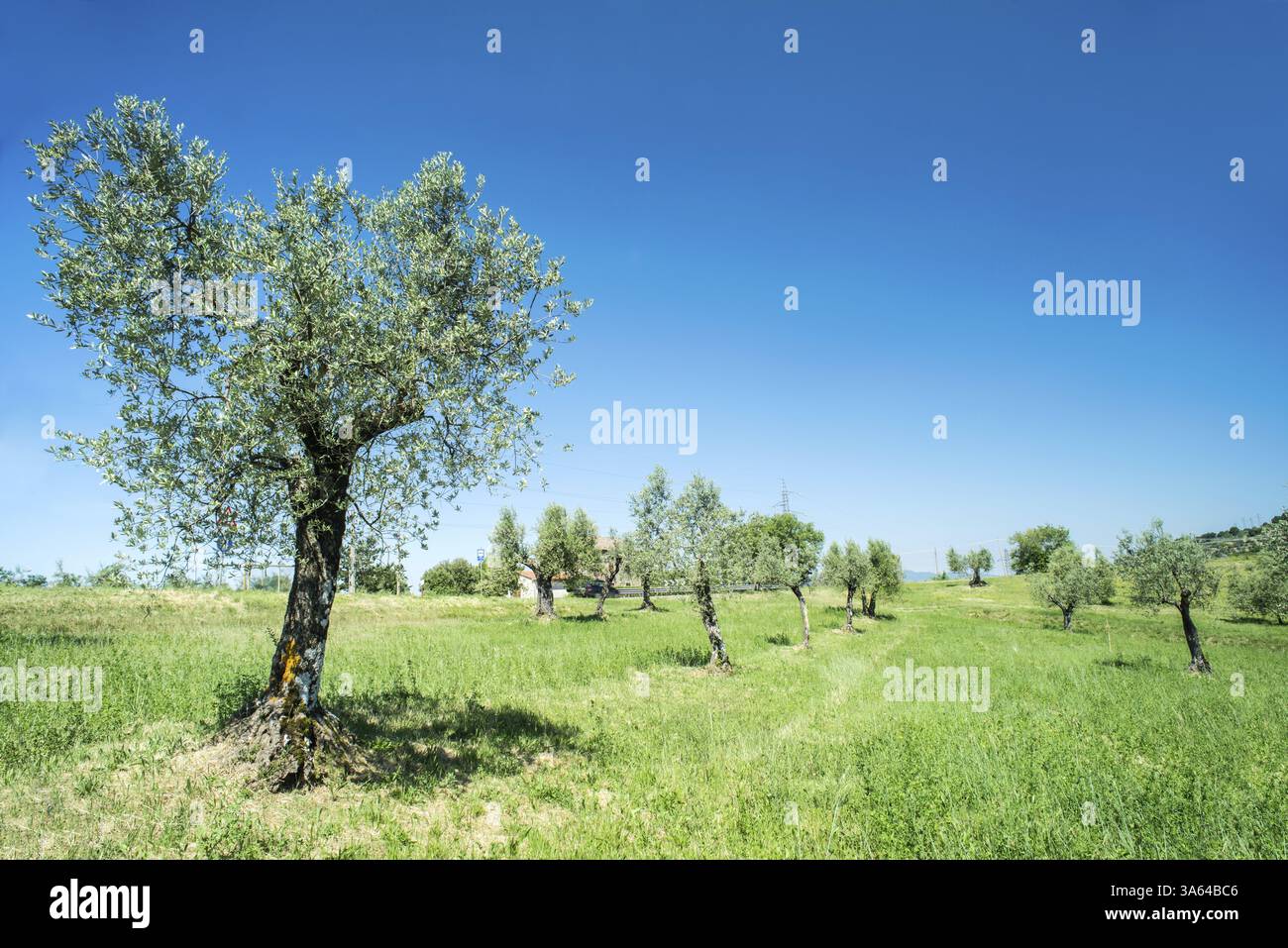 Olive tree in Italy, Tuscany Stock Photo - Alamy