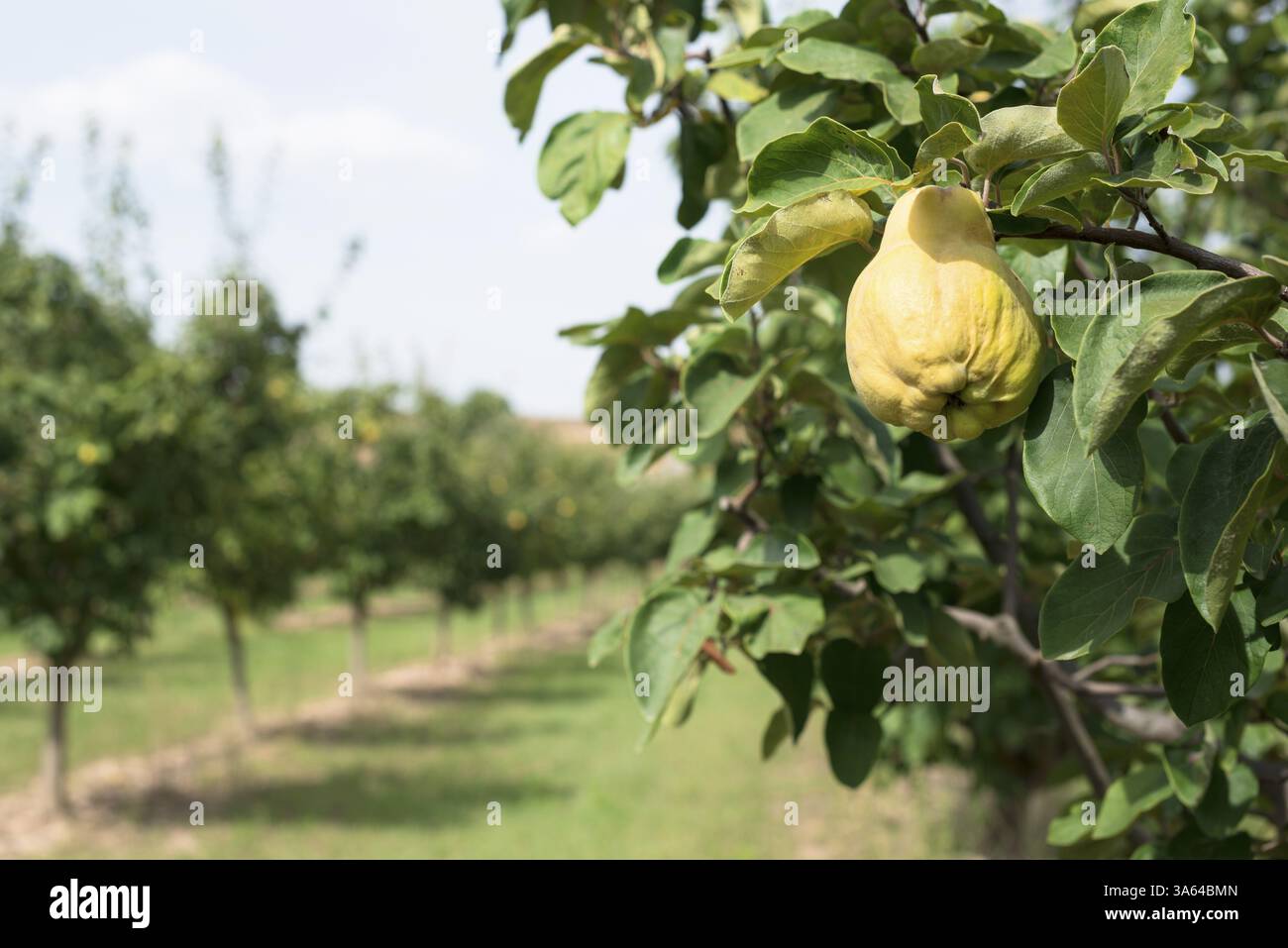 Quince orchard. Quince trees Stock Photo - Alamy