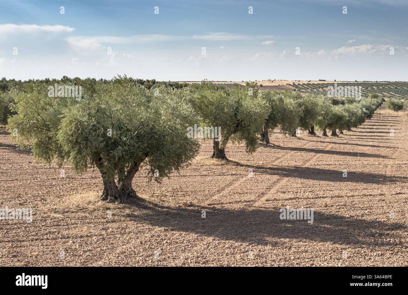 Olive farm. Olive trees in row and blue sky Stock Photo - Alamy