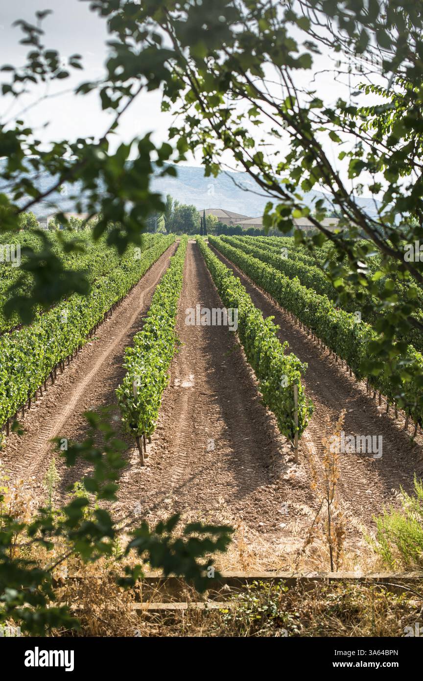 Vineyards in a rows and winery Stock Photo - Alamy