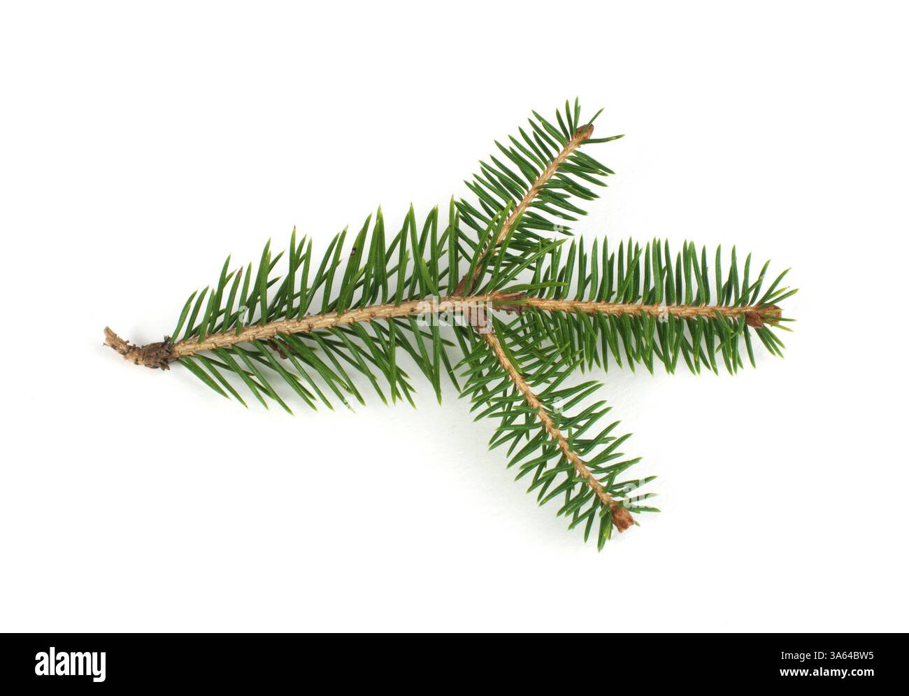 Background spruce tree branches Cut Out Stock Images & Pictures - Alamy