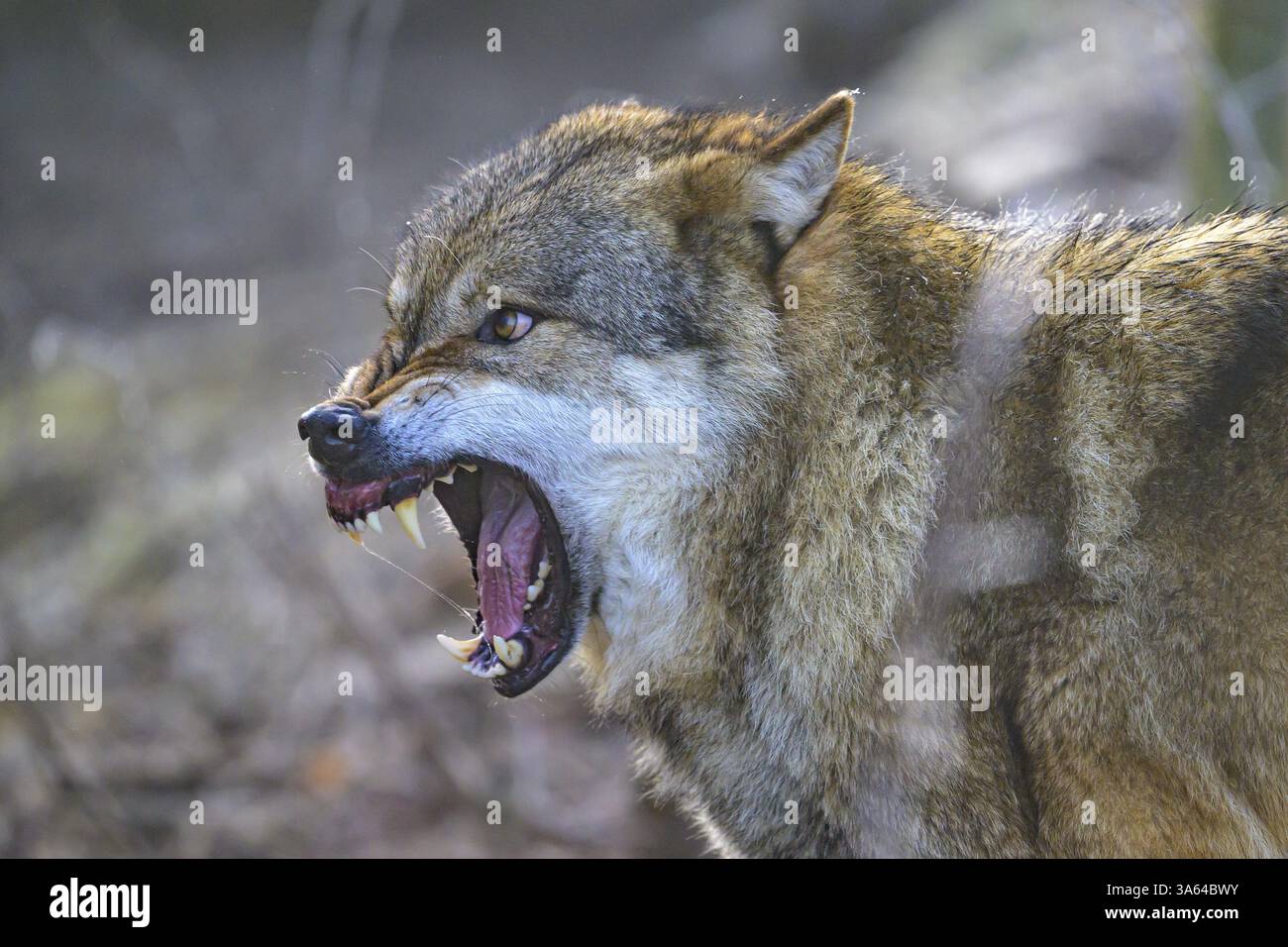 A snarling wolf (Canis lupus) bares its teeth in the wild, Captive ...