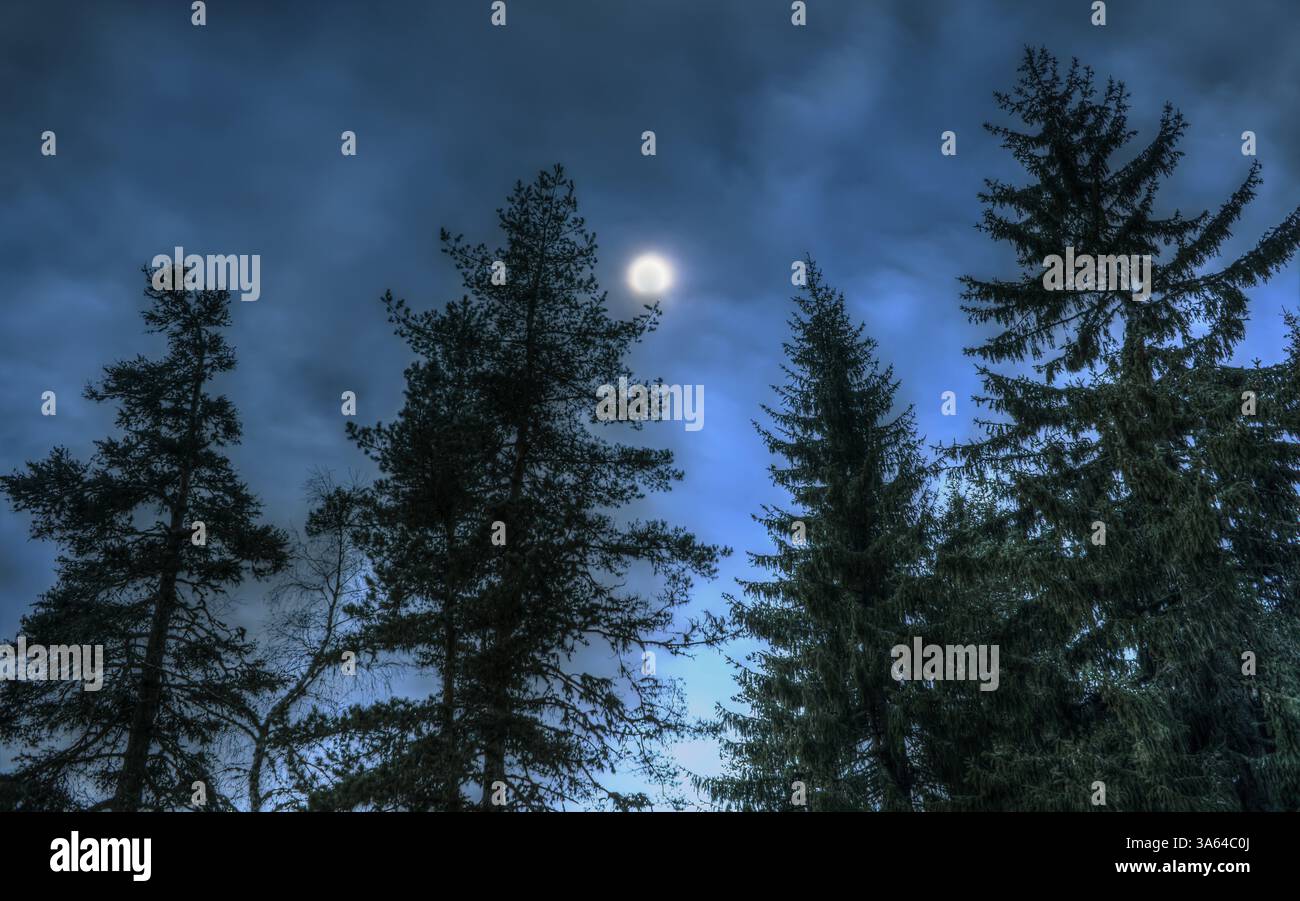 Pinien wald hi-res stock photography and images - Alamy