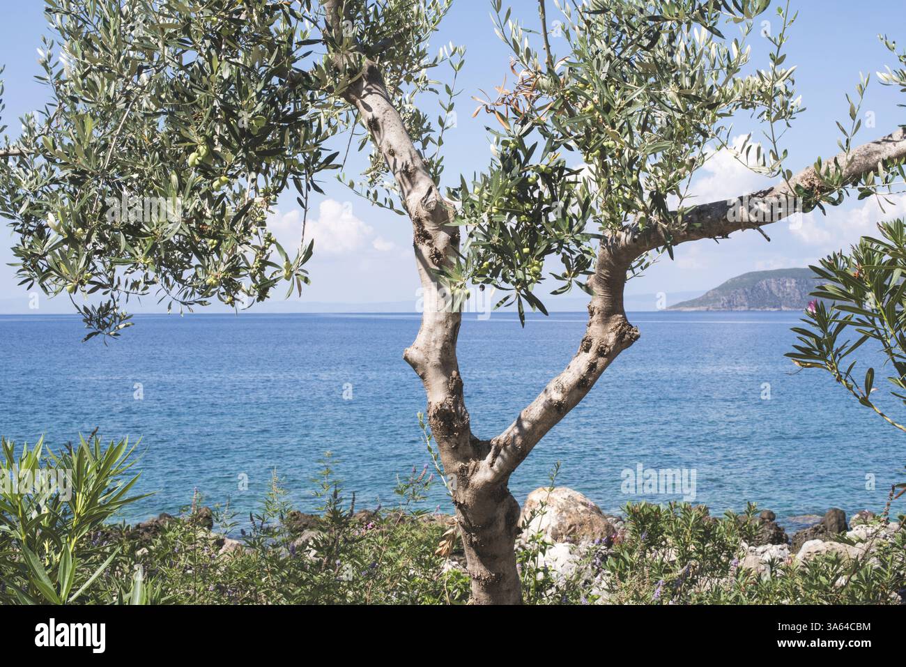Olive tree on the beach. Blue sky. Greece Stock Photo - Alamy