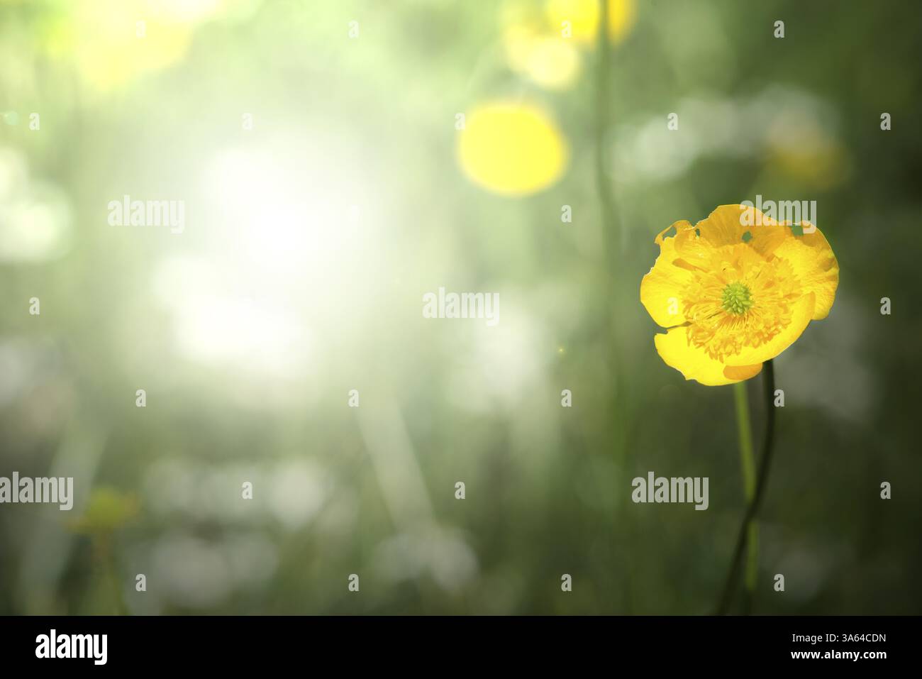 Yellow wild spring flowers hi-res stock photography and images - Alamy