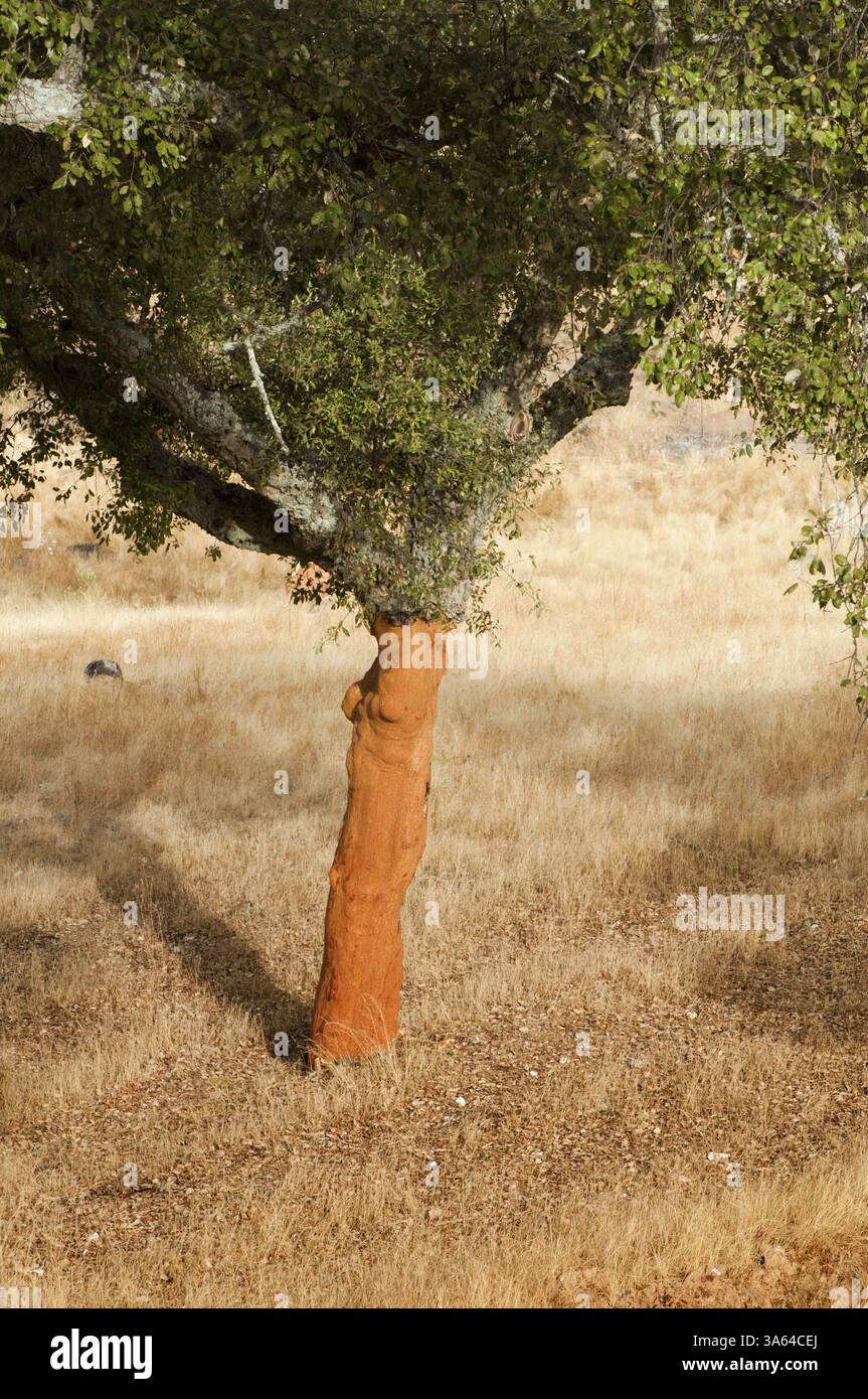 A corkwood tree. Commiphora spp Stock Photo - Alamy