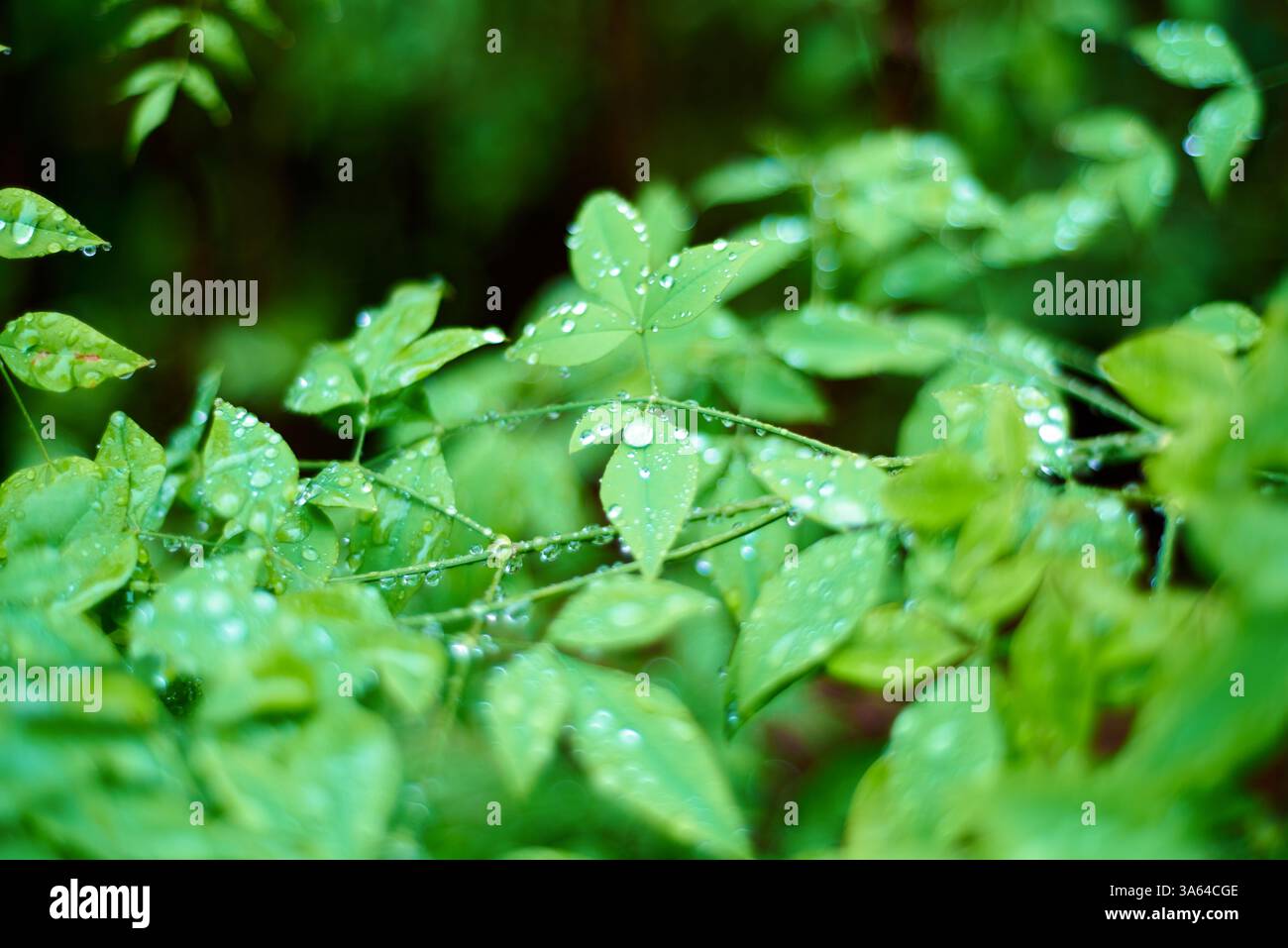 Green leaves after rain Stock Photo - Alamy