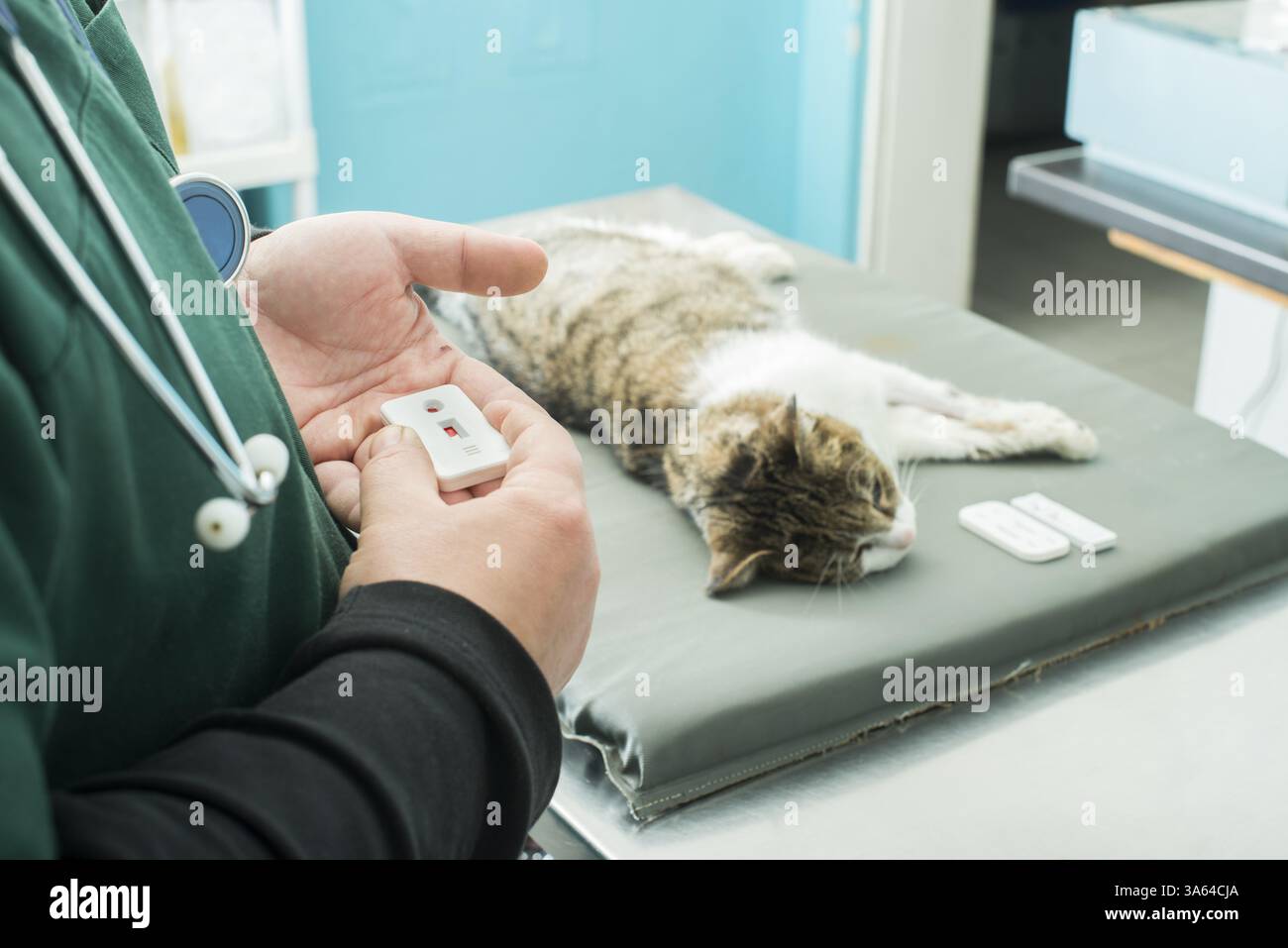Veterinary Blood test. Cat in vetrinary Stock Photo - Alamy