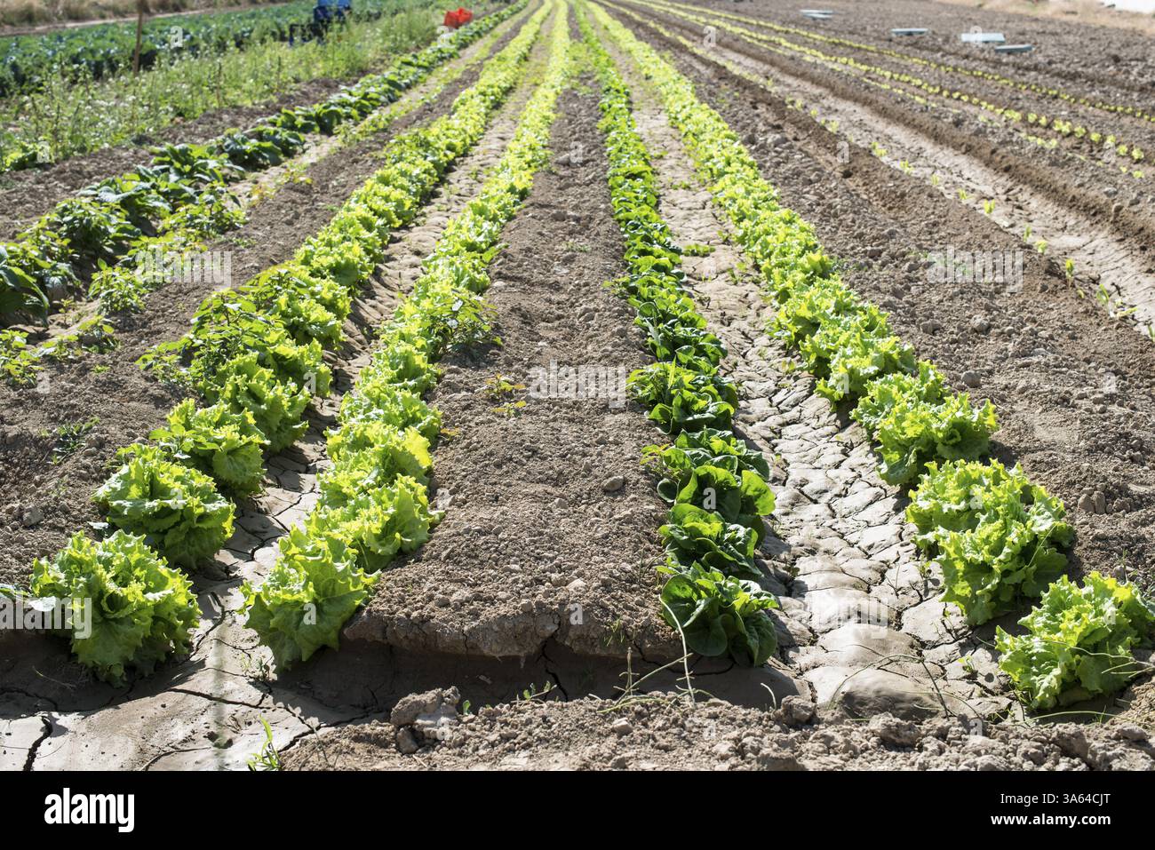 Lettuce field in rows. Sunny day Stock Photo - Alamy