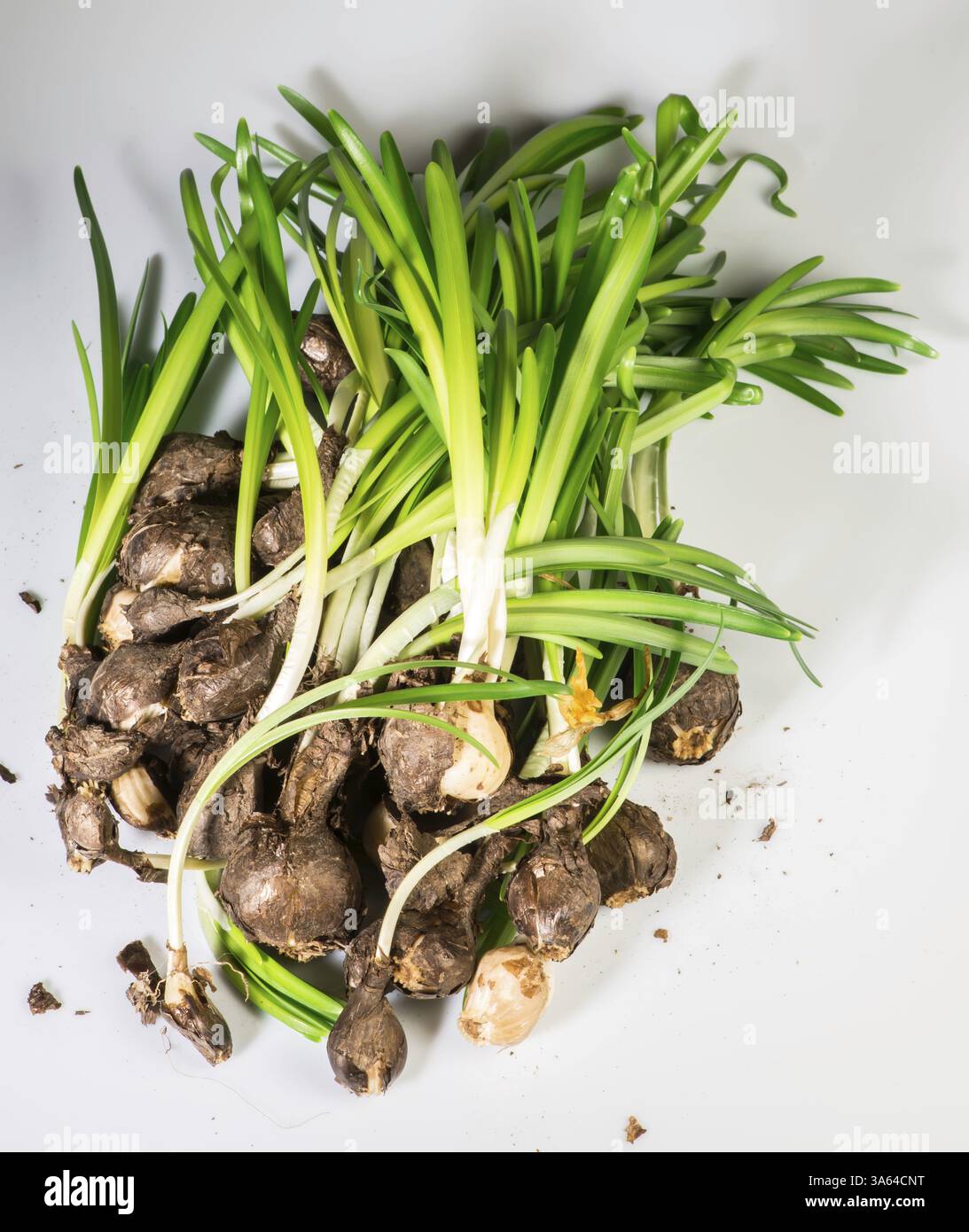 Plants flowers tulip buds daffodils hi-res stock photography and images ...