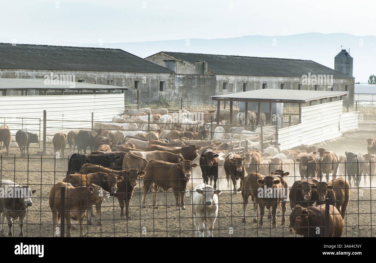 Bulls in farm hi-res stock photography and images - Alamy