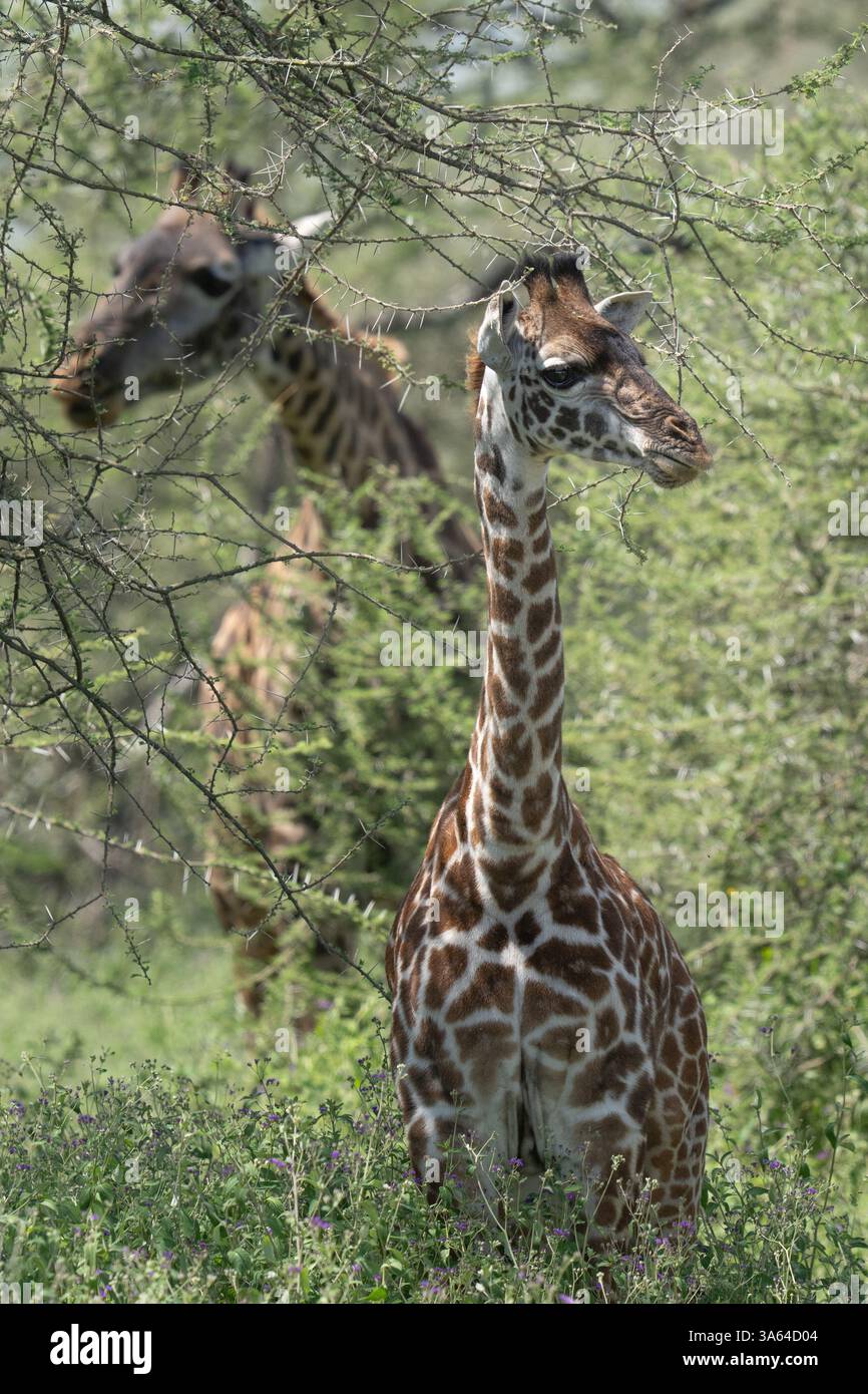 Baby giraffe eating in the bushes with mom standing behind Stock Photo ...