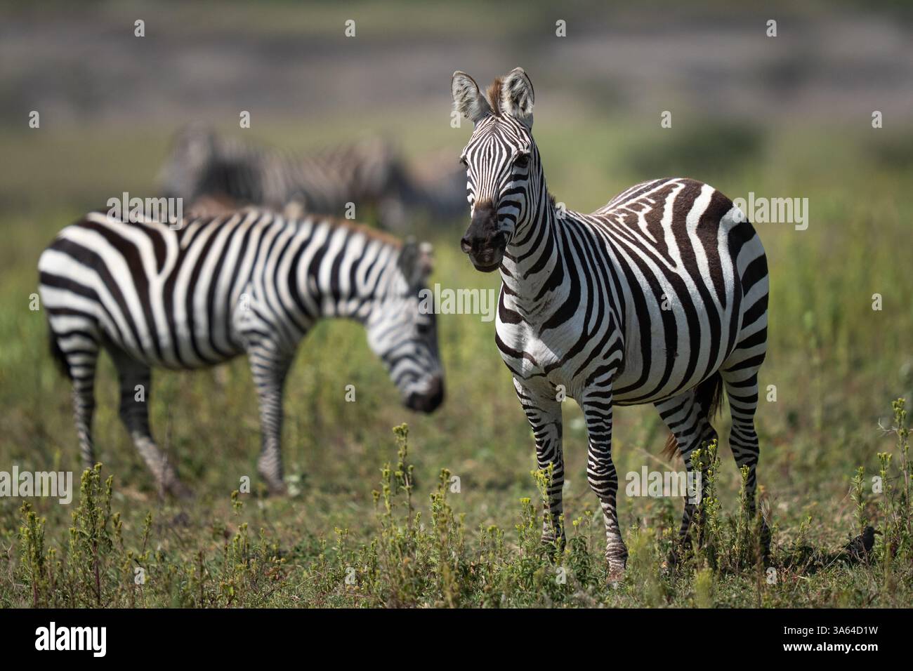 Zebra posing for a photo in a field in Tanzania, Africa Stock Photo - Alamy