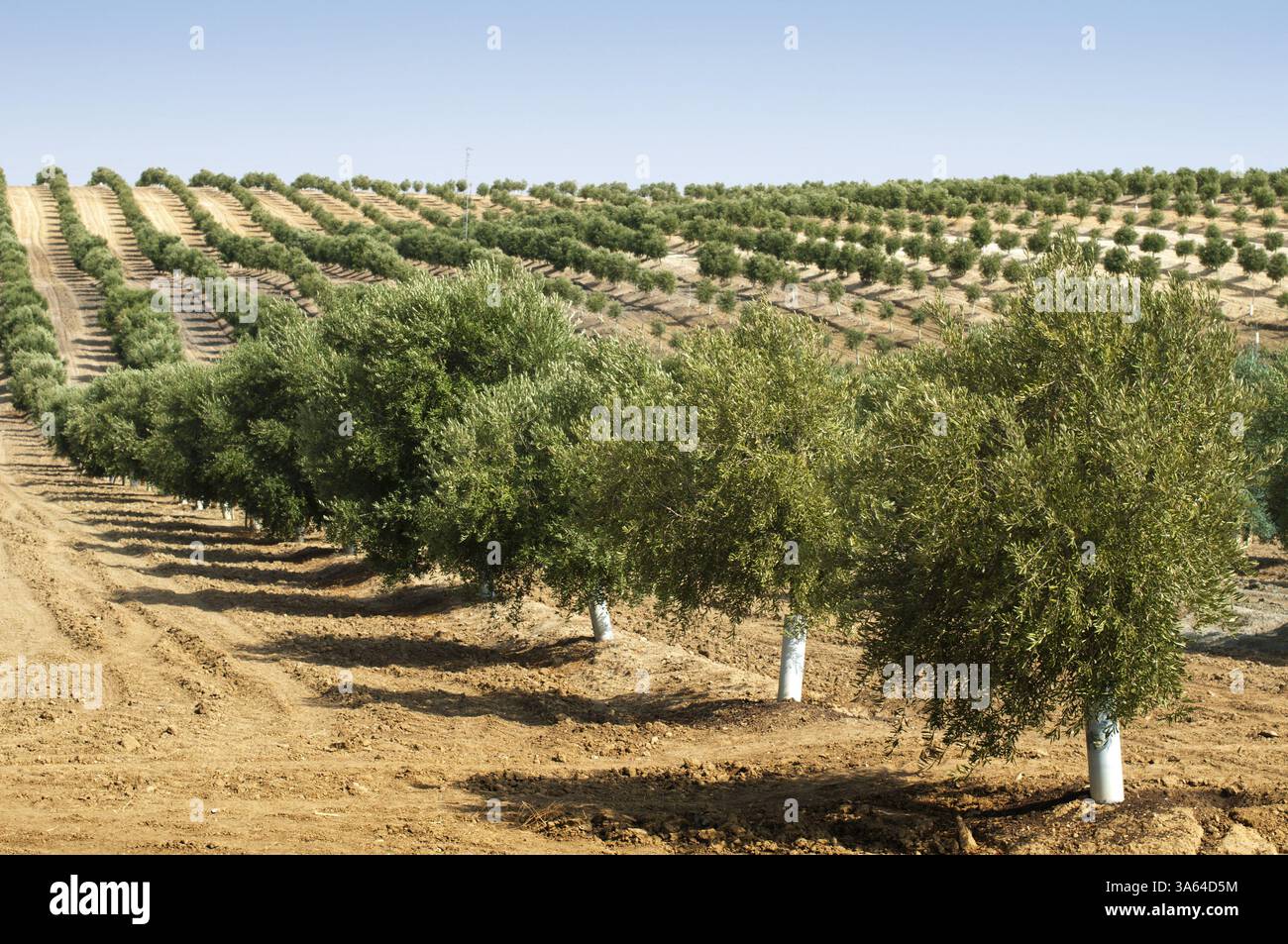 Young olive trees. Newly planted trees in the plantation Stock Photo ...