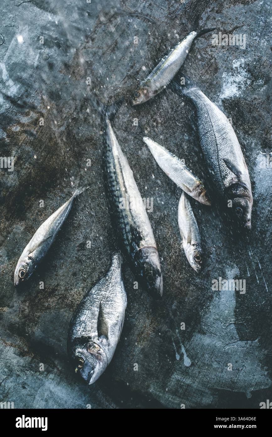 Wash fish. Sea bream, sea bass, mackerel and sardines. Bulgaria ...