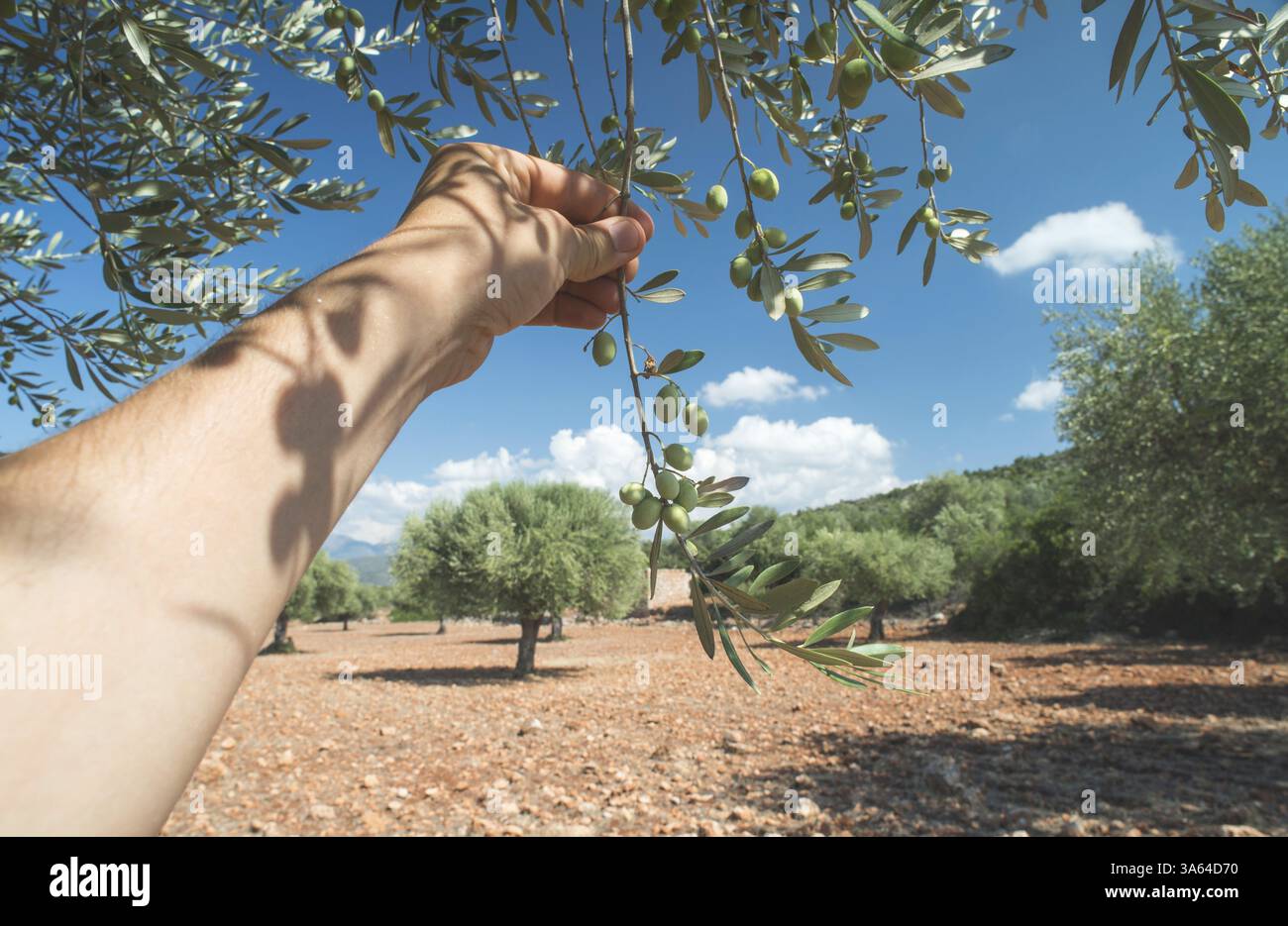 Hand holding olive tree branch. Sun light Stock Photo - Alamy