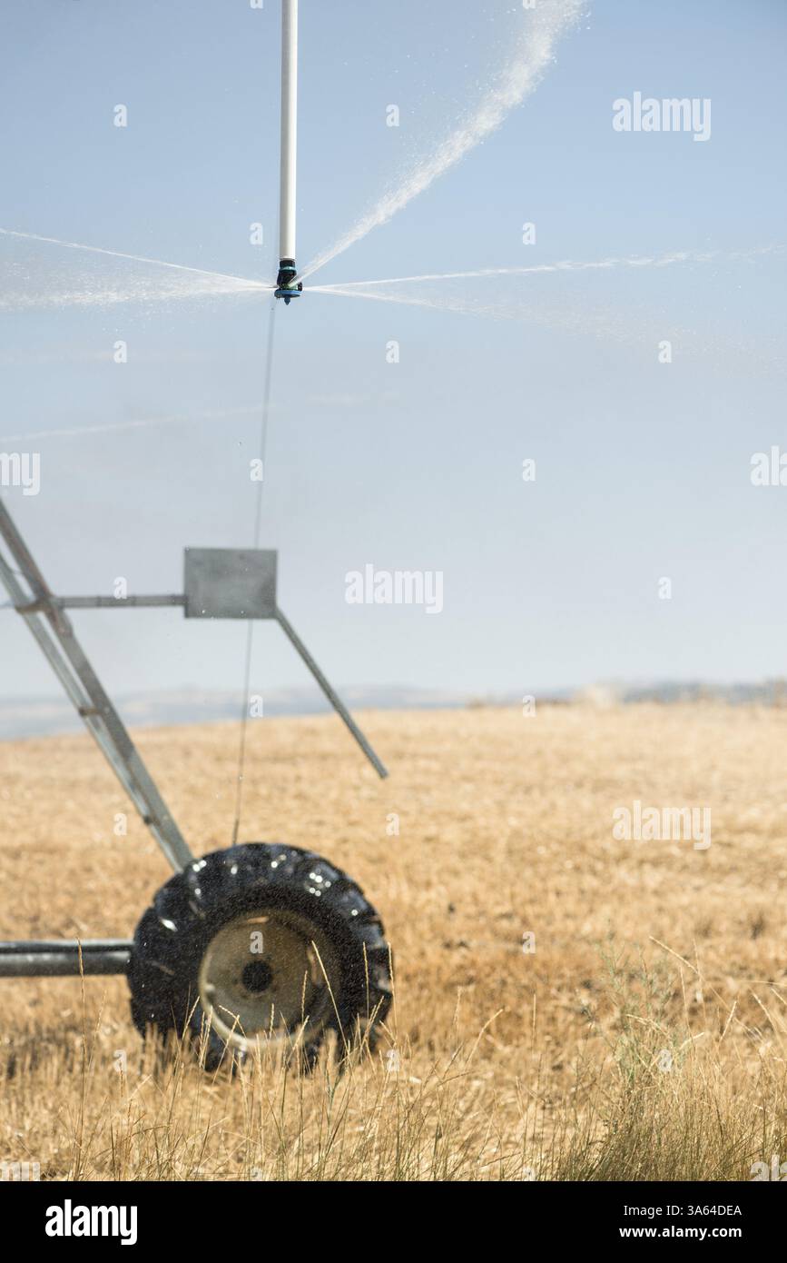 Irrigation sprayers in the field. Yellow plants Stock Photo - Alamy
