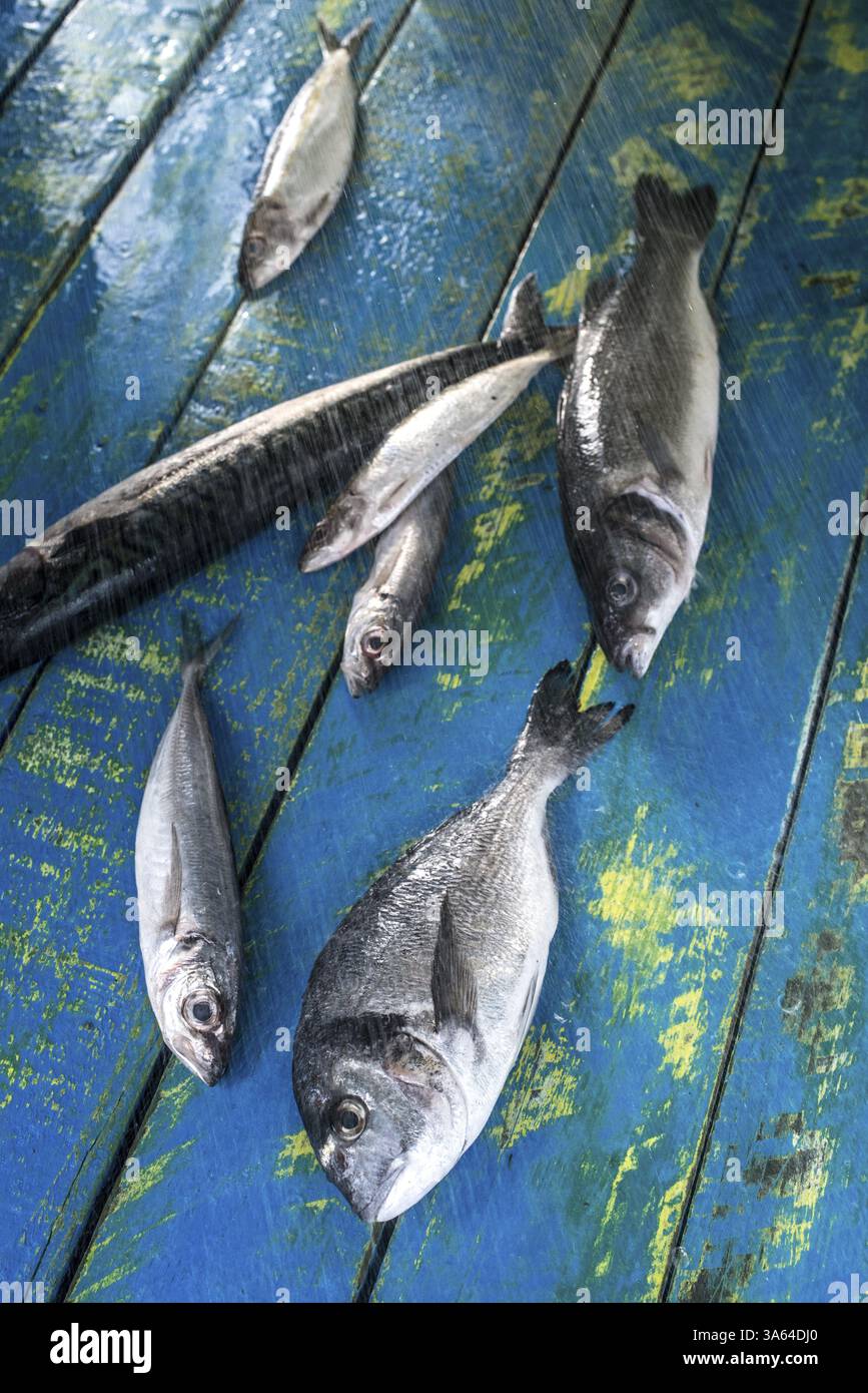 Wash fish. Sea bream, sea bass, mackerel and sardines. Bulgaria ...