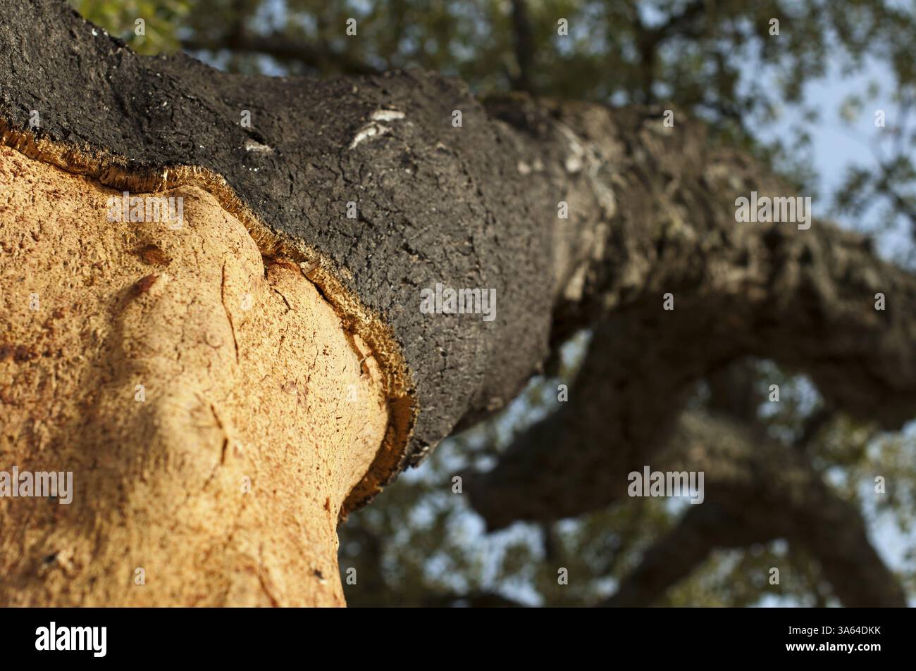 Corkwood trees hi-res stock photography and images - Alamy