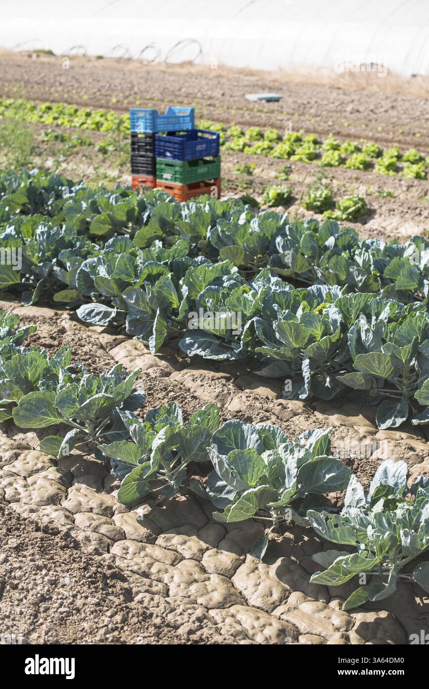 Cabbage plantation in row. Crates on background Stock Photo - Alamy