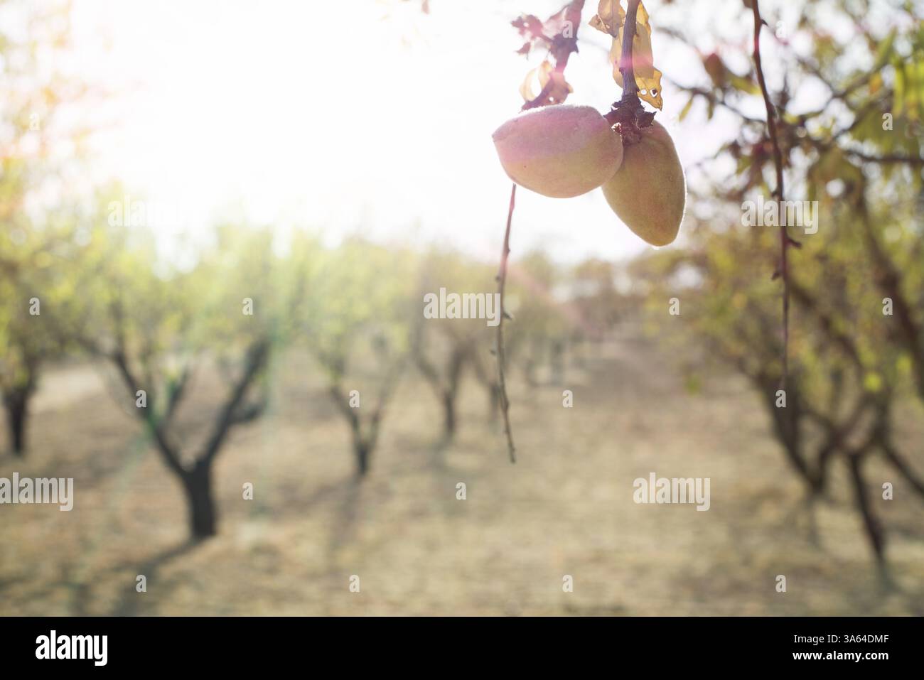 Set of silhouettes fruit tree branches hi-res stock photography and ...